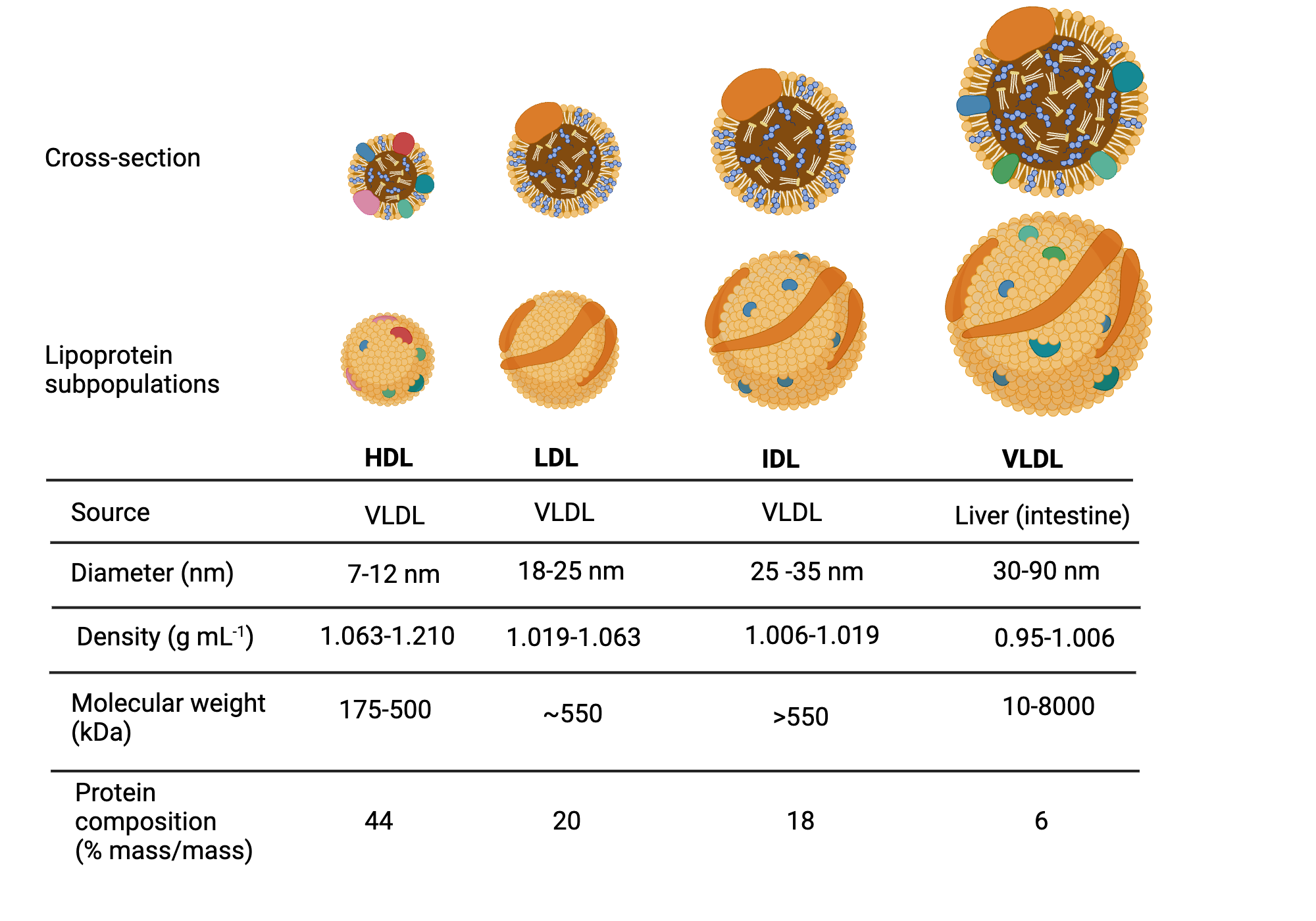 Classification and properties of lipoproteins | BioRender Science Templates