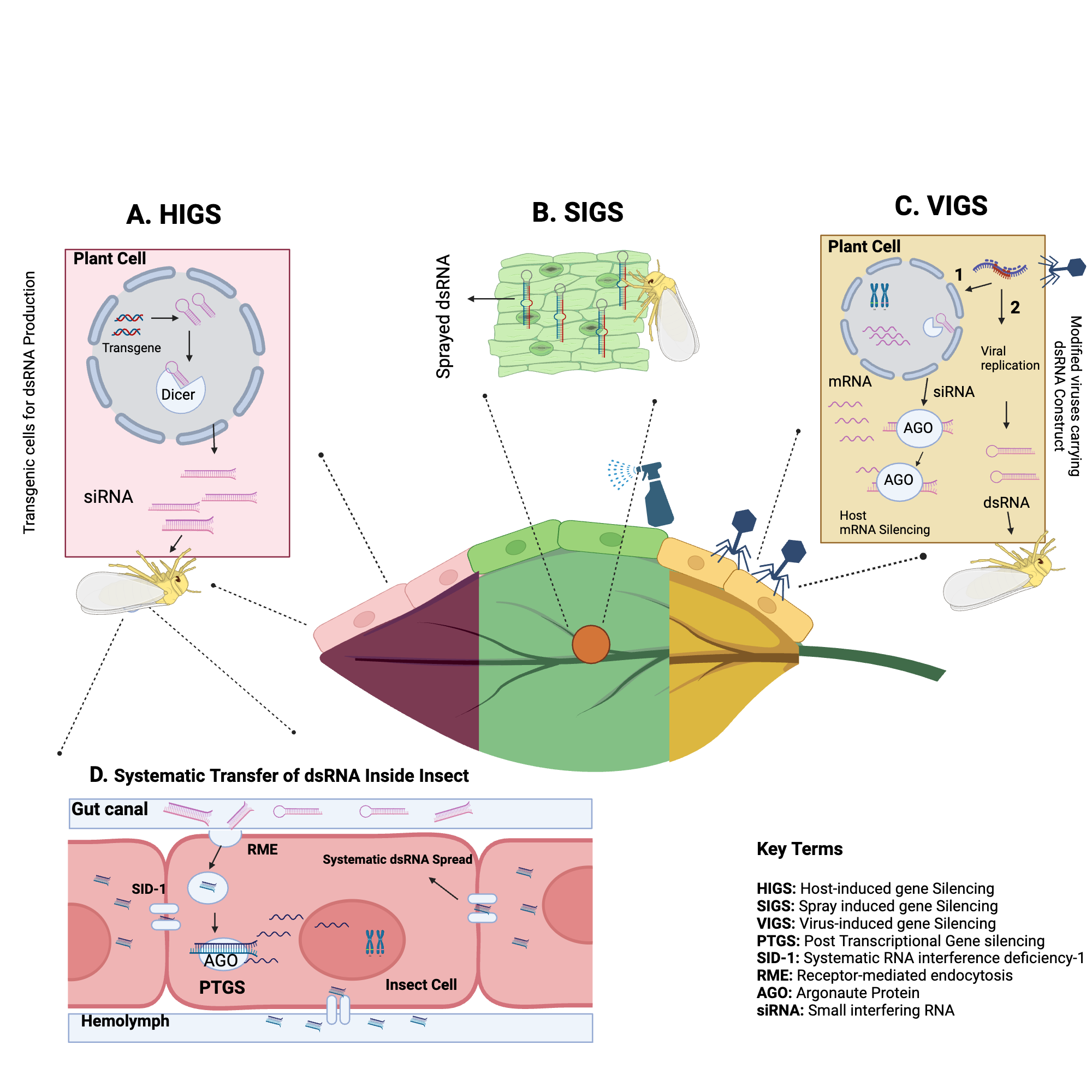 RNA-Based Gene Silencing Modalities (HIGS, SIGS, VIGS) | BioRender ...