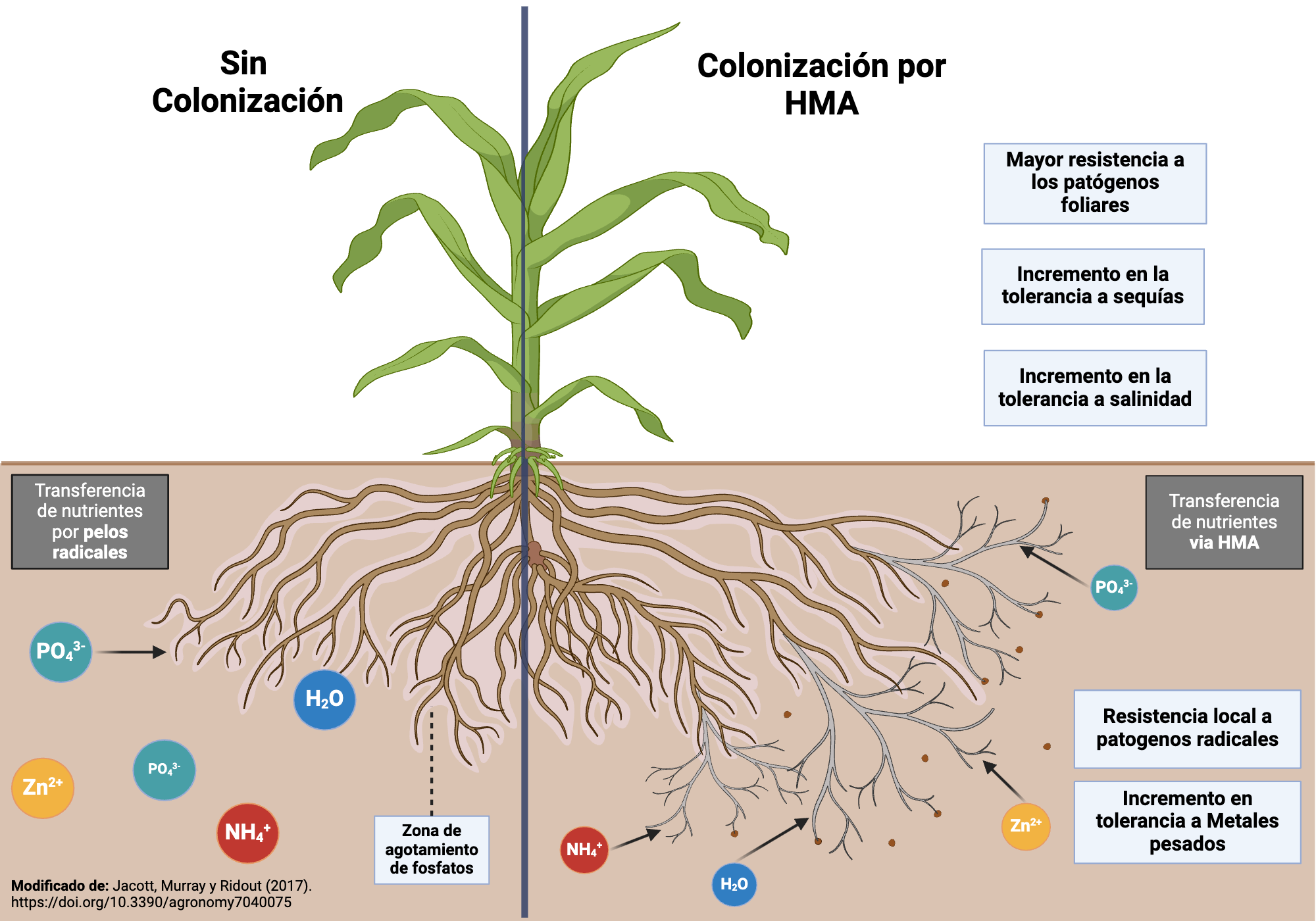 Función ecológica de Hongos Micorrízicos Arbusculares (HMA) | BioRender ...