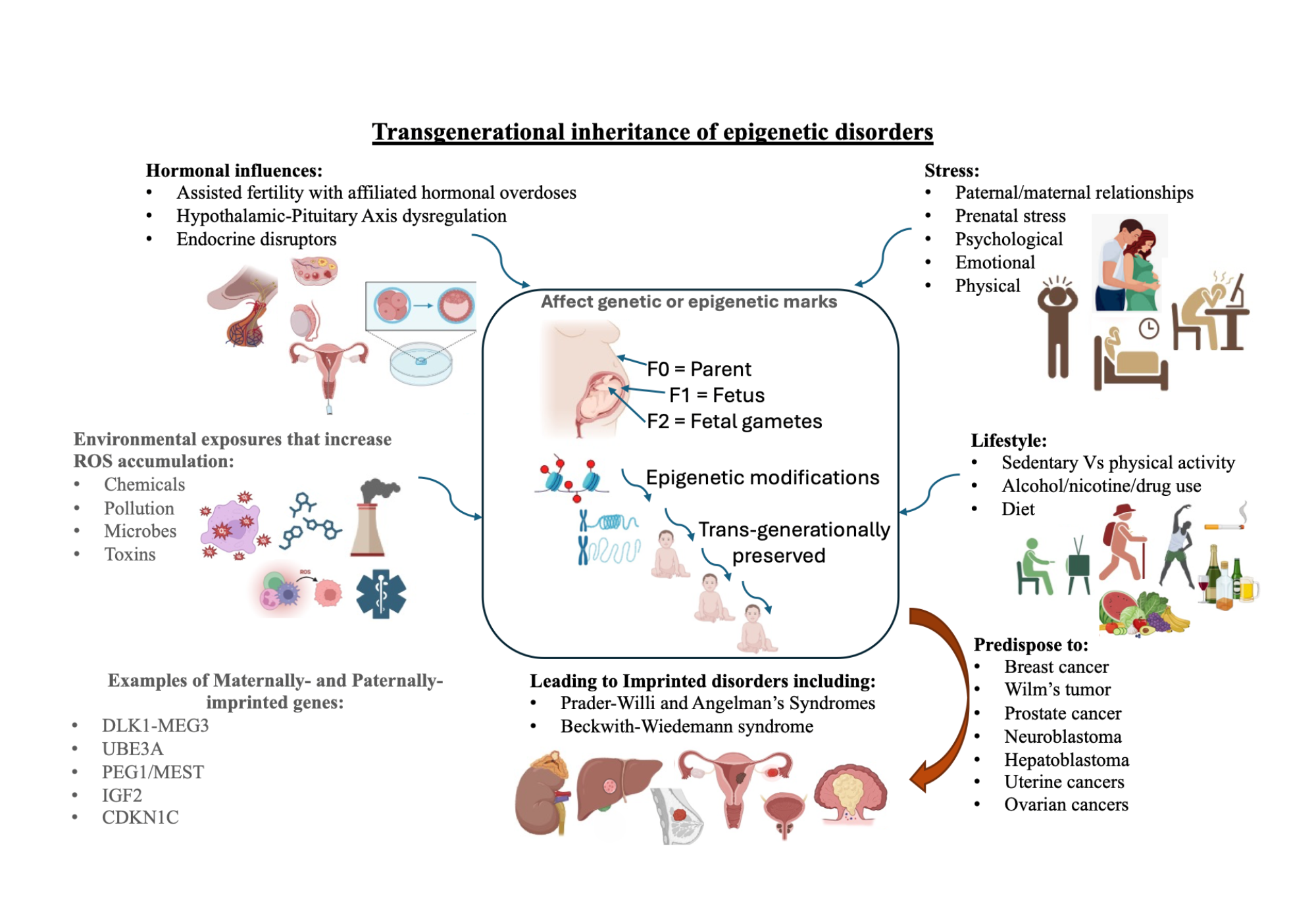 Transgenerational inheritance of epigenetic disorders | BioRender ...