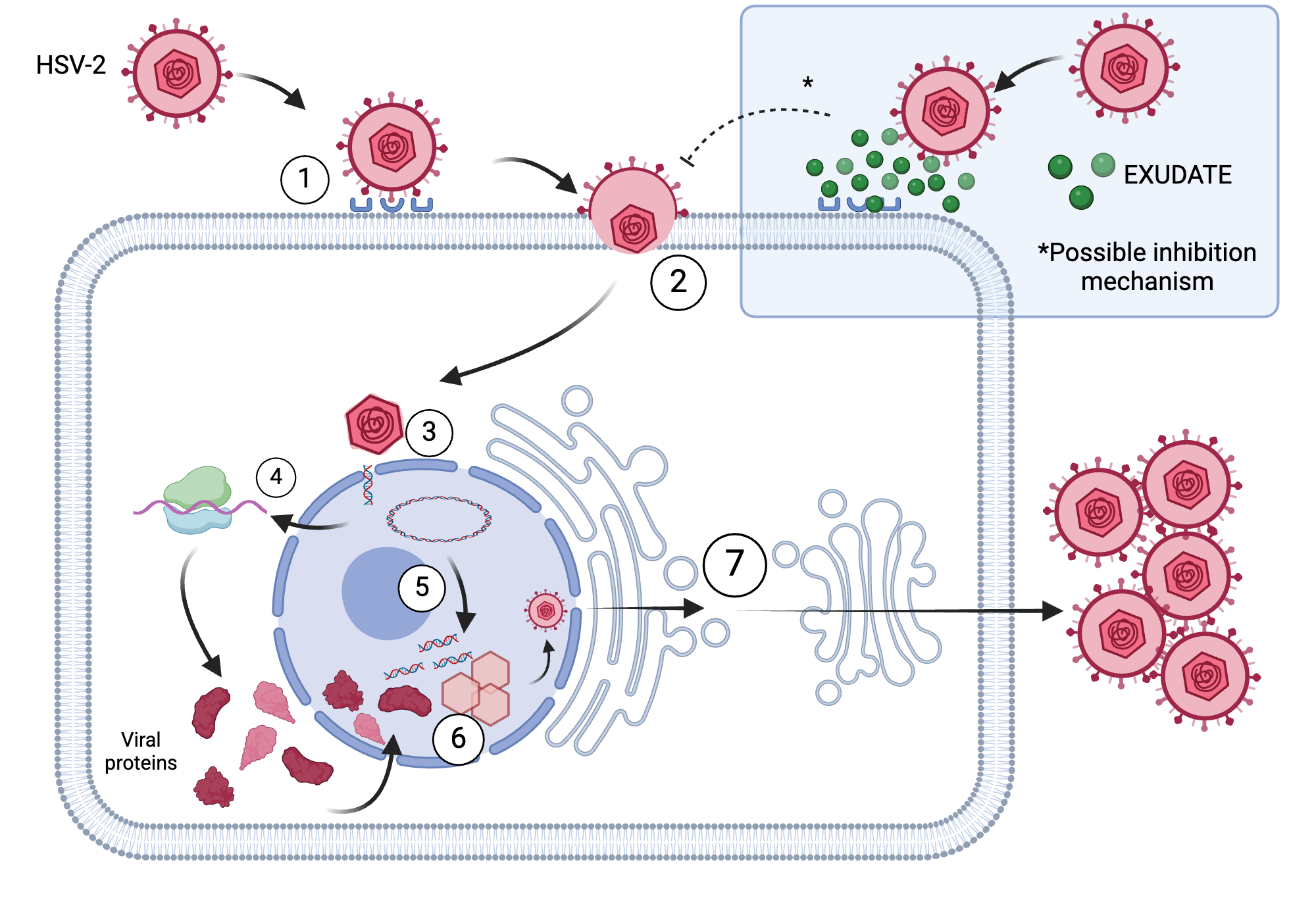Action of salvia uliginosa exudate on HSV-2 | BioRender Science Templates