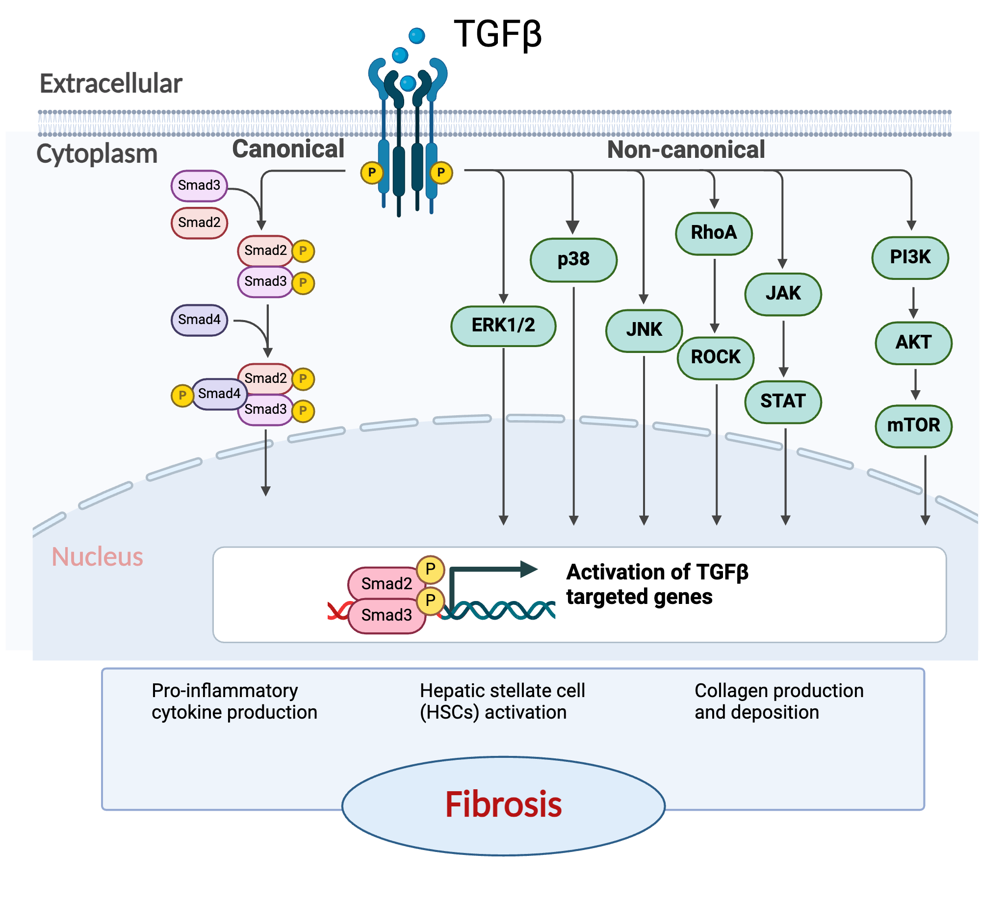 Canonical and Non-canonical TGFb Pathways in Fibrosis | BioRender ...