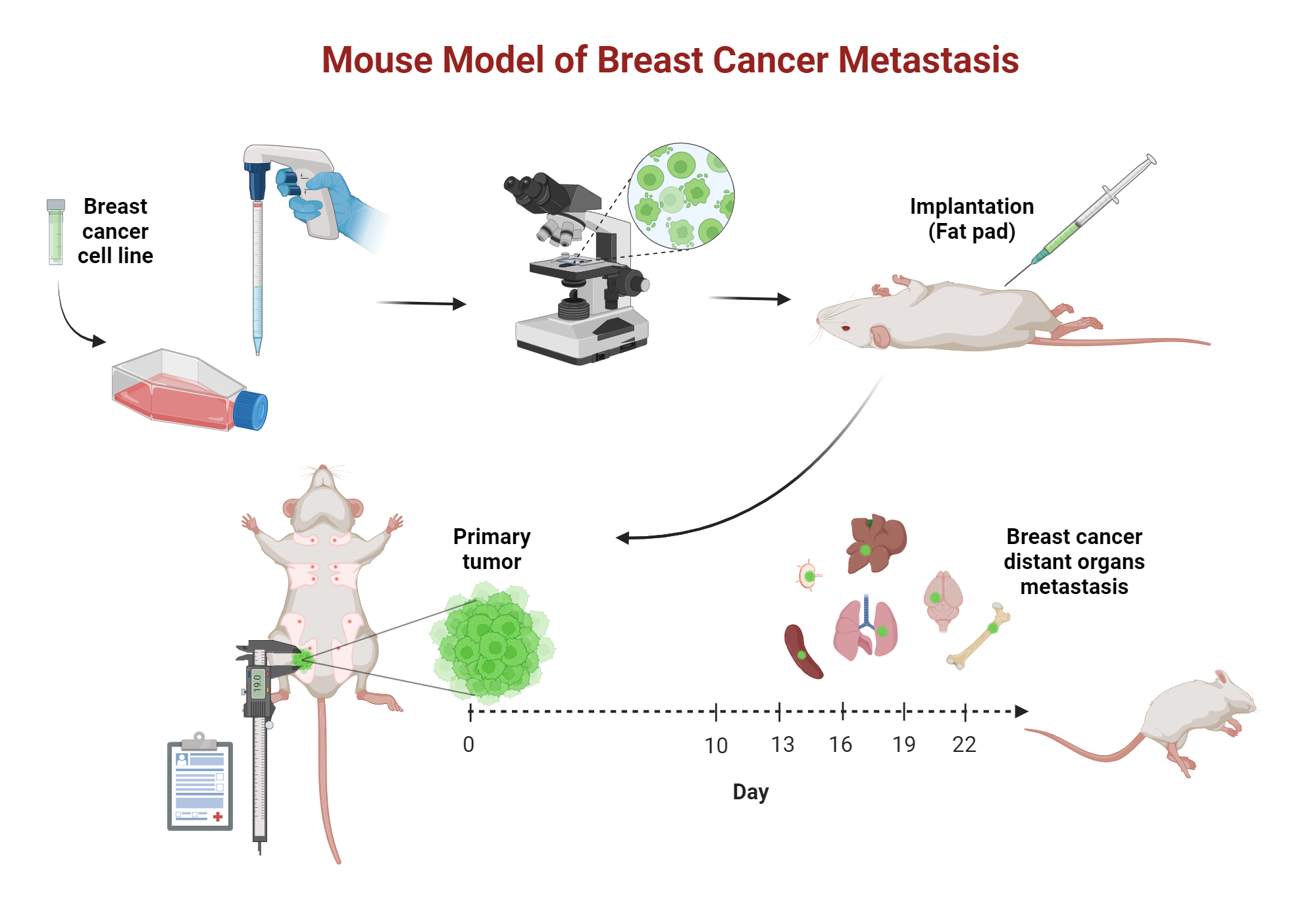 Mouse Model of Breast Cancer Metastasis | BioRender Science Templates