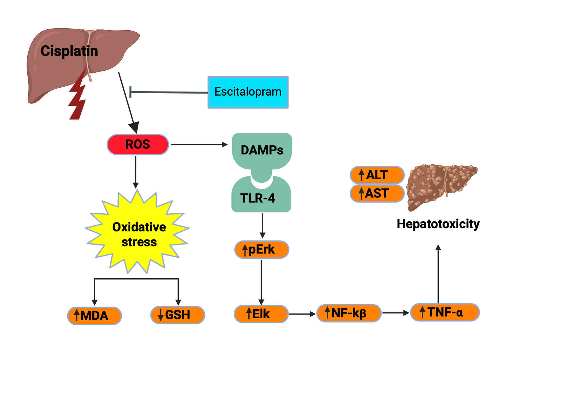 The protective effect of Escitalopram against Cisplatin-induced ...