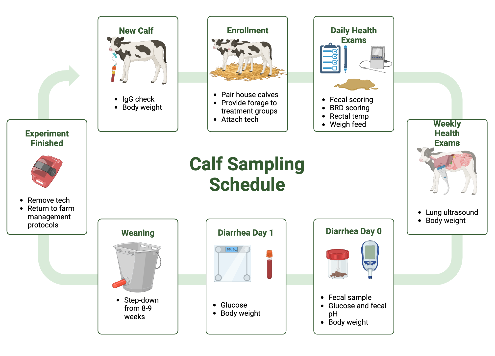 Calf Sampling Schedule | BioRender Science Templates