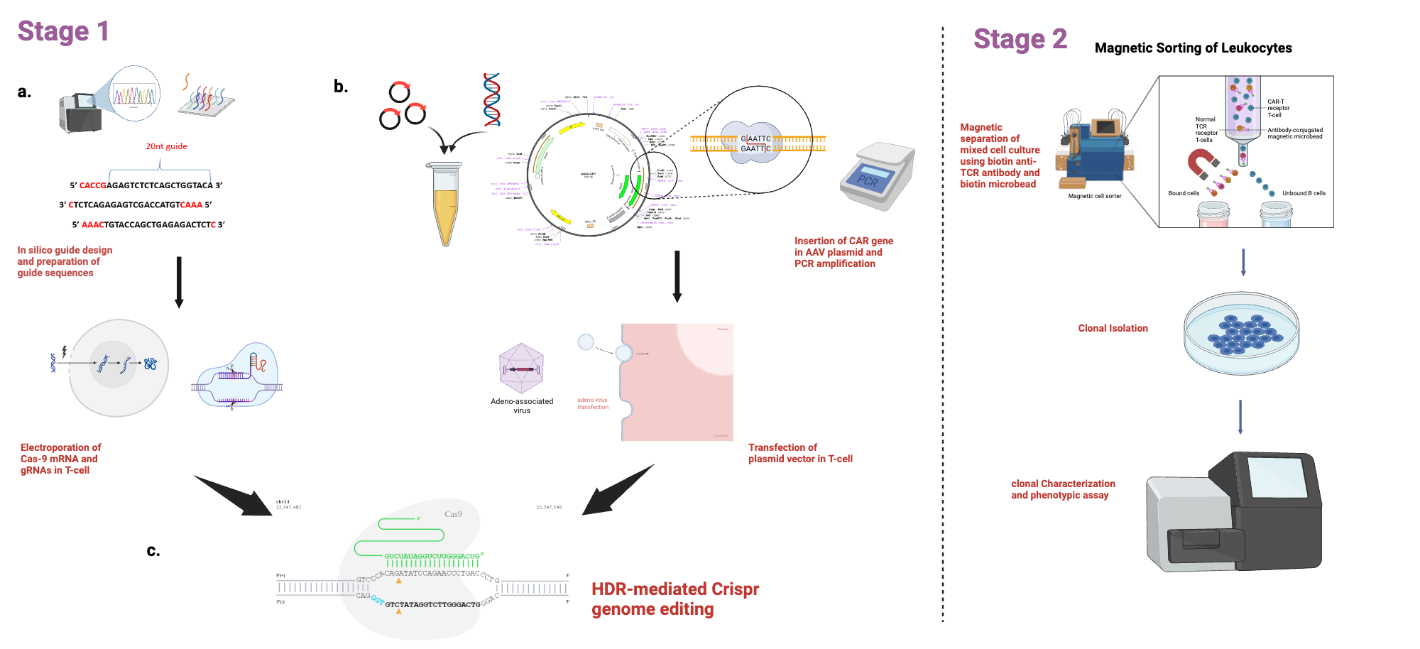 HDR mediated Crispr genome editing. | BioRender Science Templates