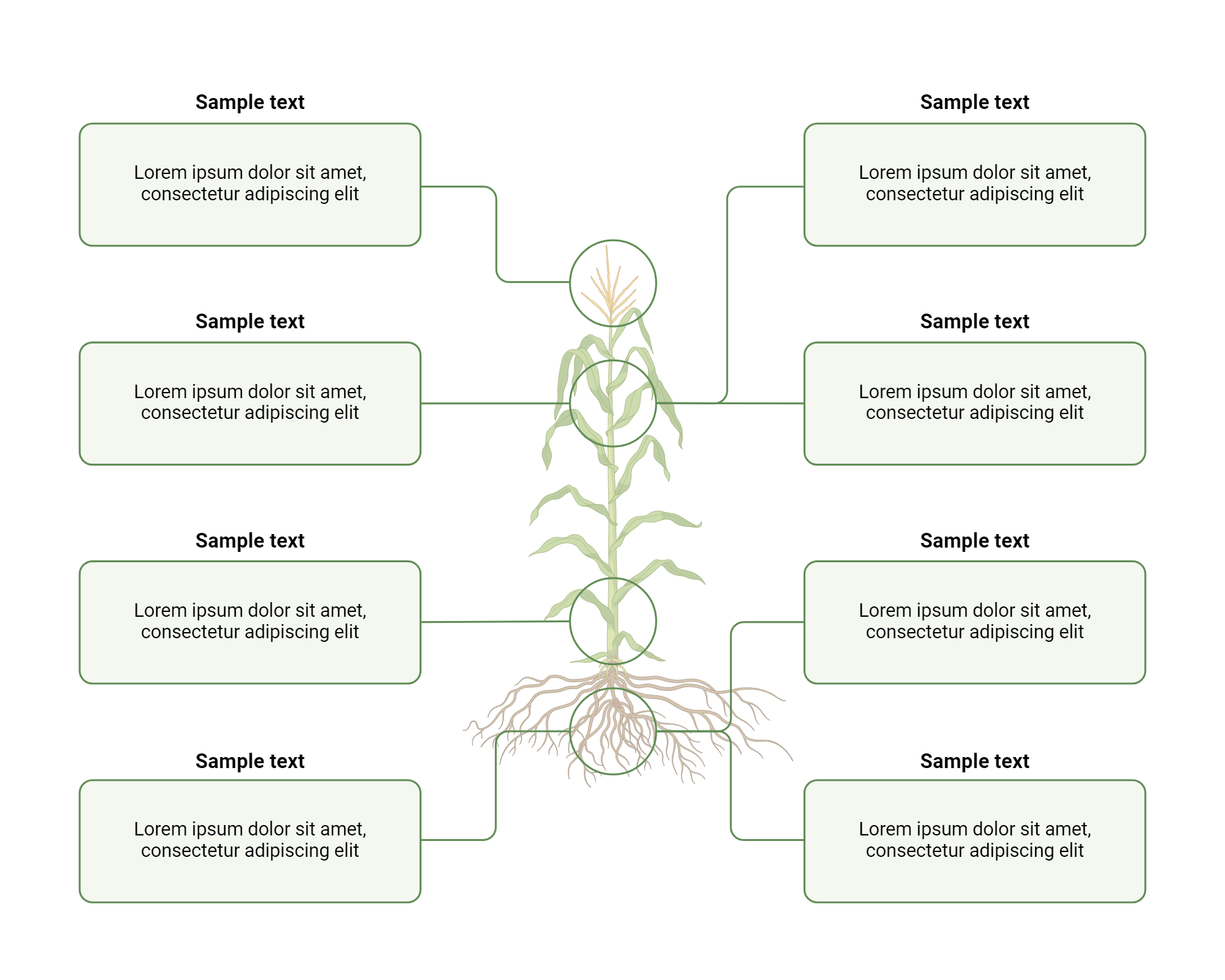 Corn with Callouts (Layout 2x4) | BioRender Science Templates