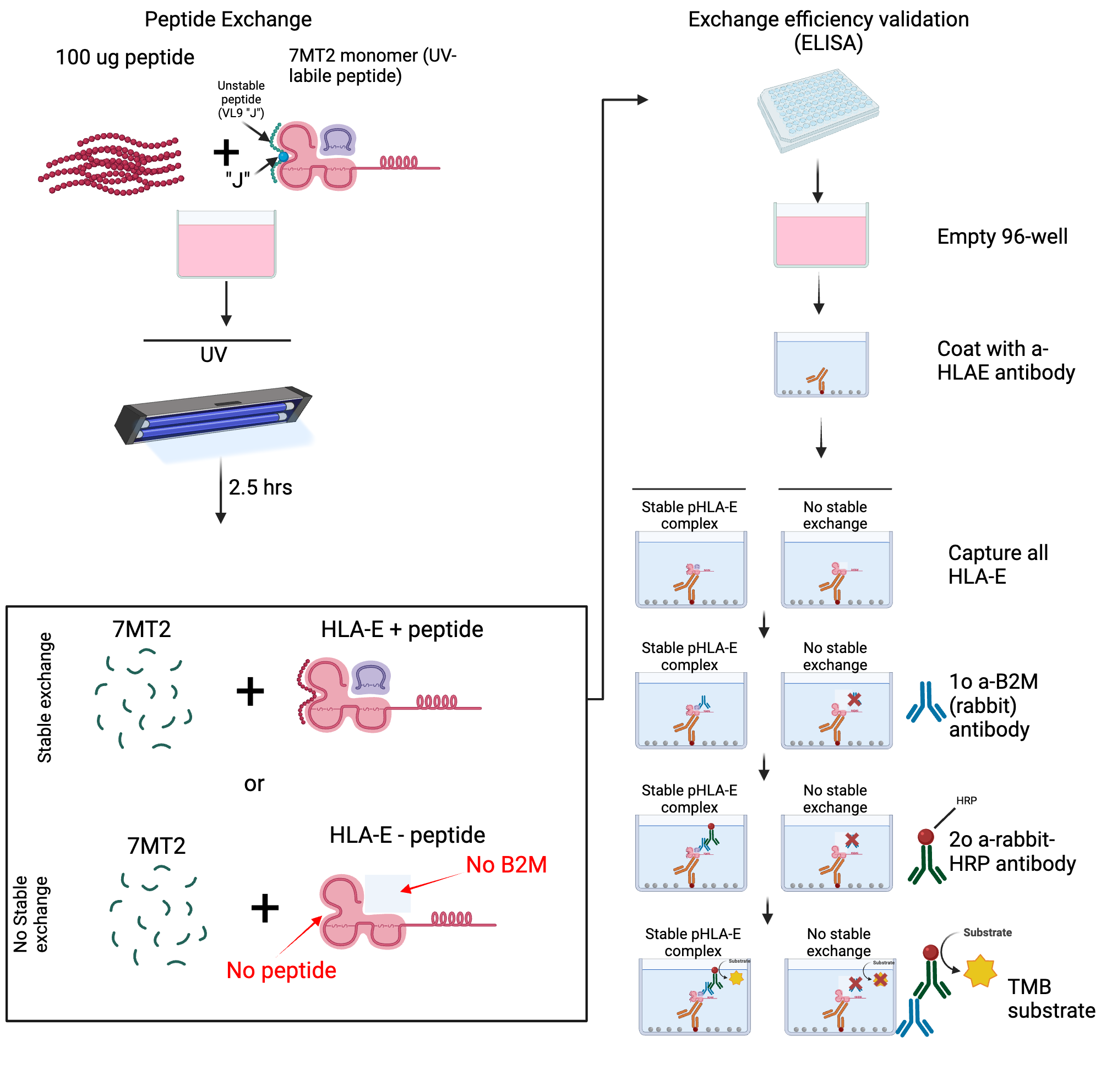 HLA-E monomer peptide exchange and ELISA Verification assay | BioRender ...