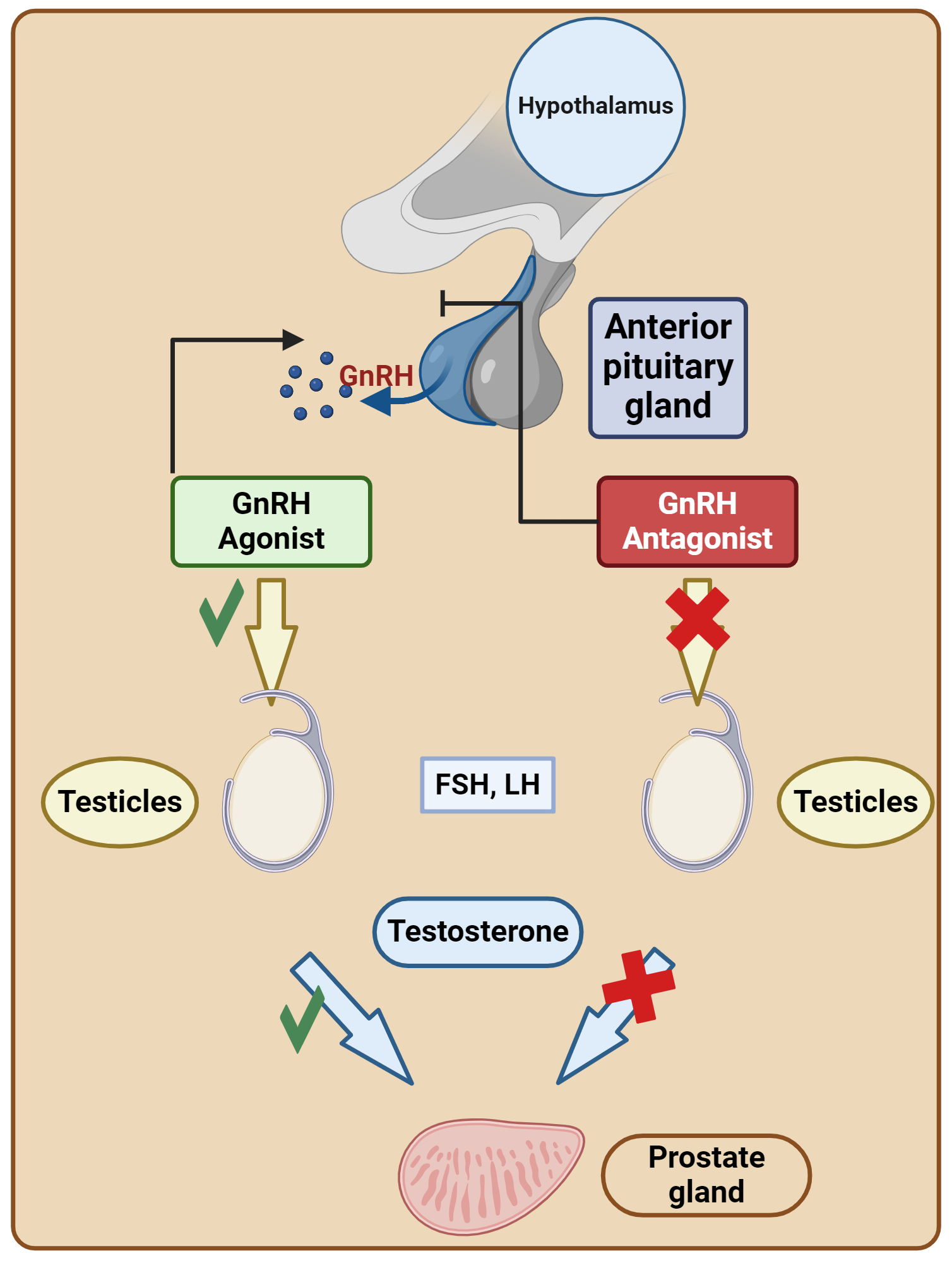 Gonadotropin-releasing hormone (GnRH) mechanism of action | BioRender ...