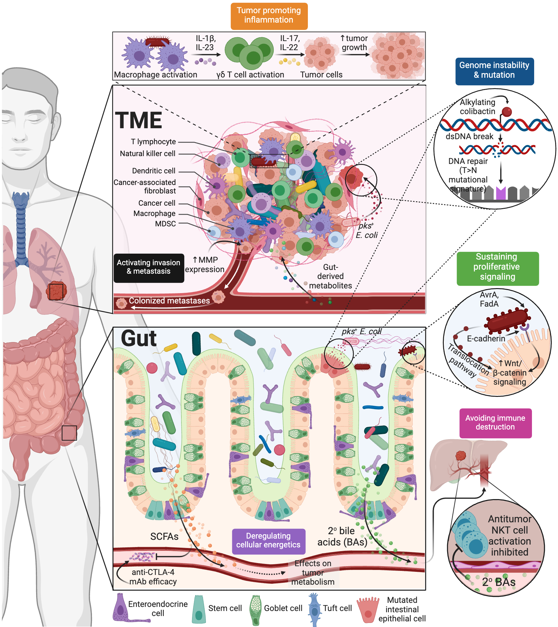 Examples of the intersection of microbial mechanisms with cancer hallmarks | BioRender Science ...