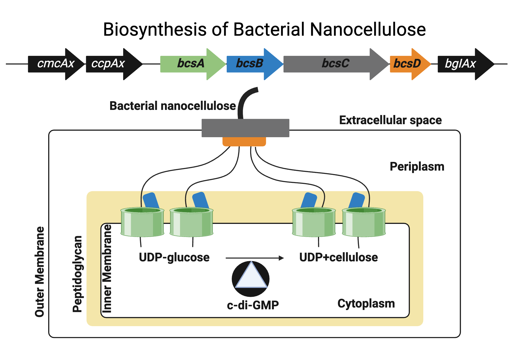 Biosynthesis of Bacterial Nanocellulose | BioRender Science Templates