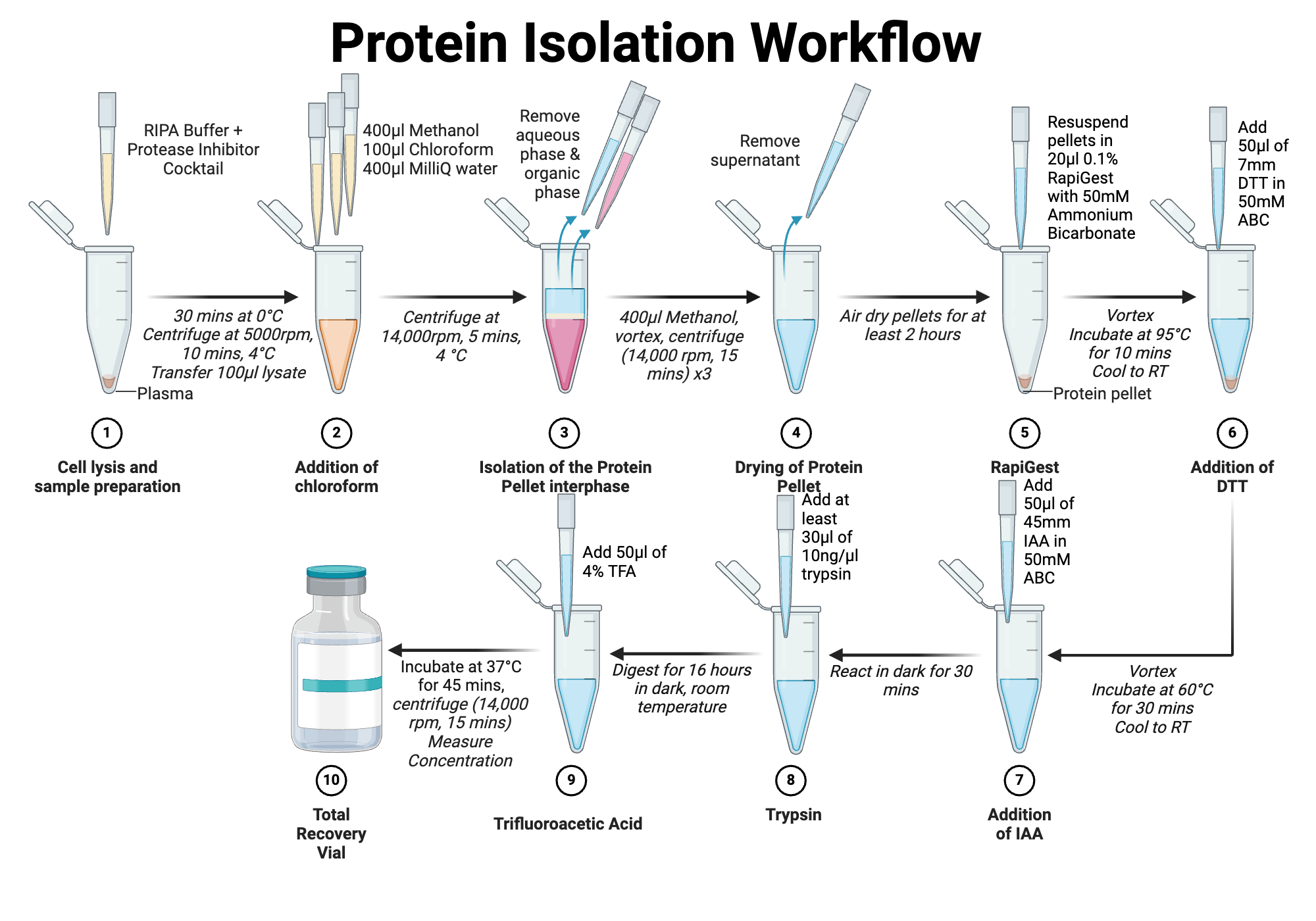 Protein Isolation Worflow | BioRender Science Templates