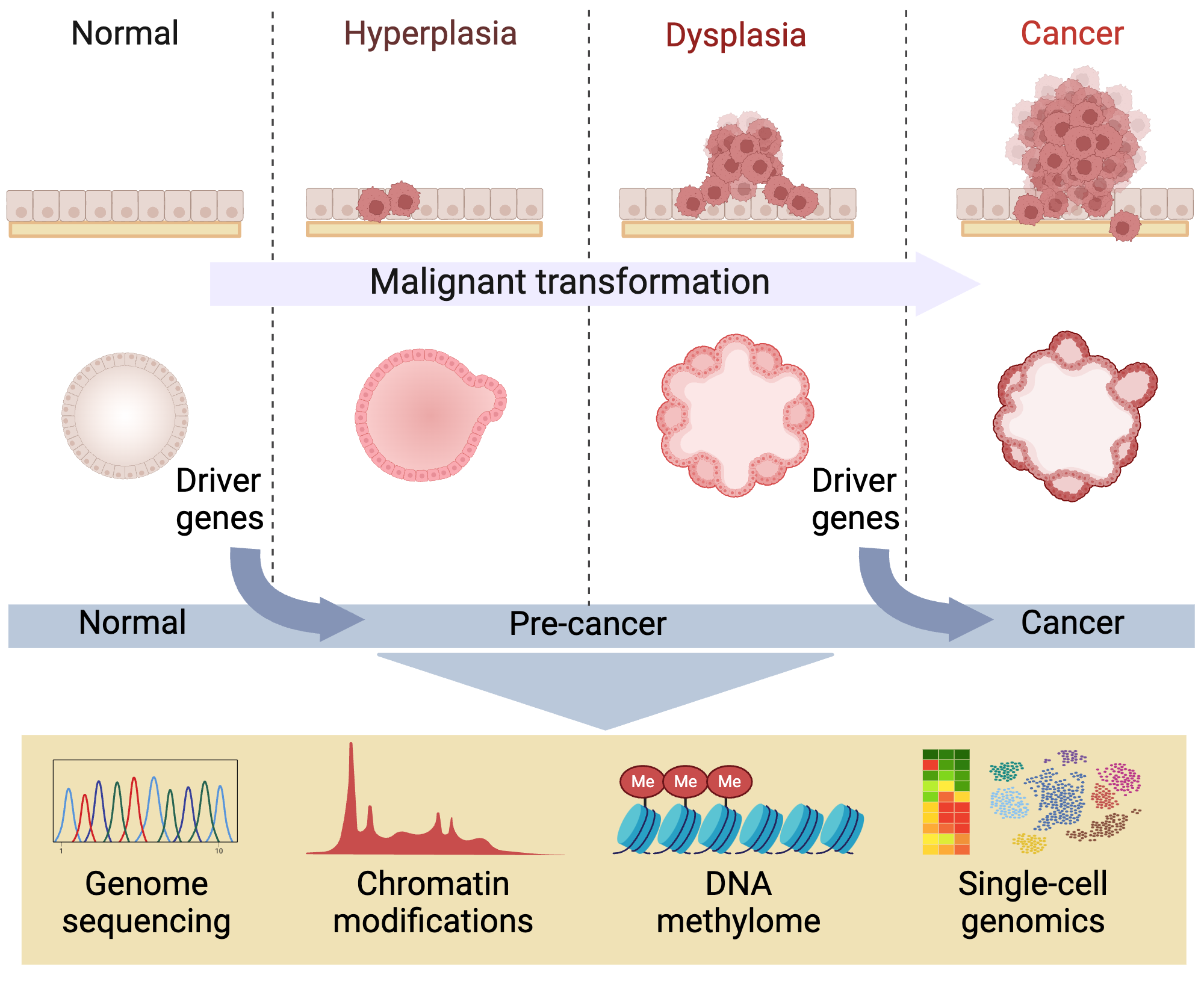 Genomic and epigenomic characterization of neoplastic transformation ...