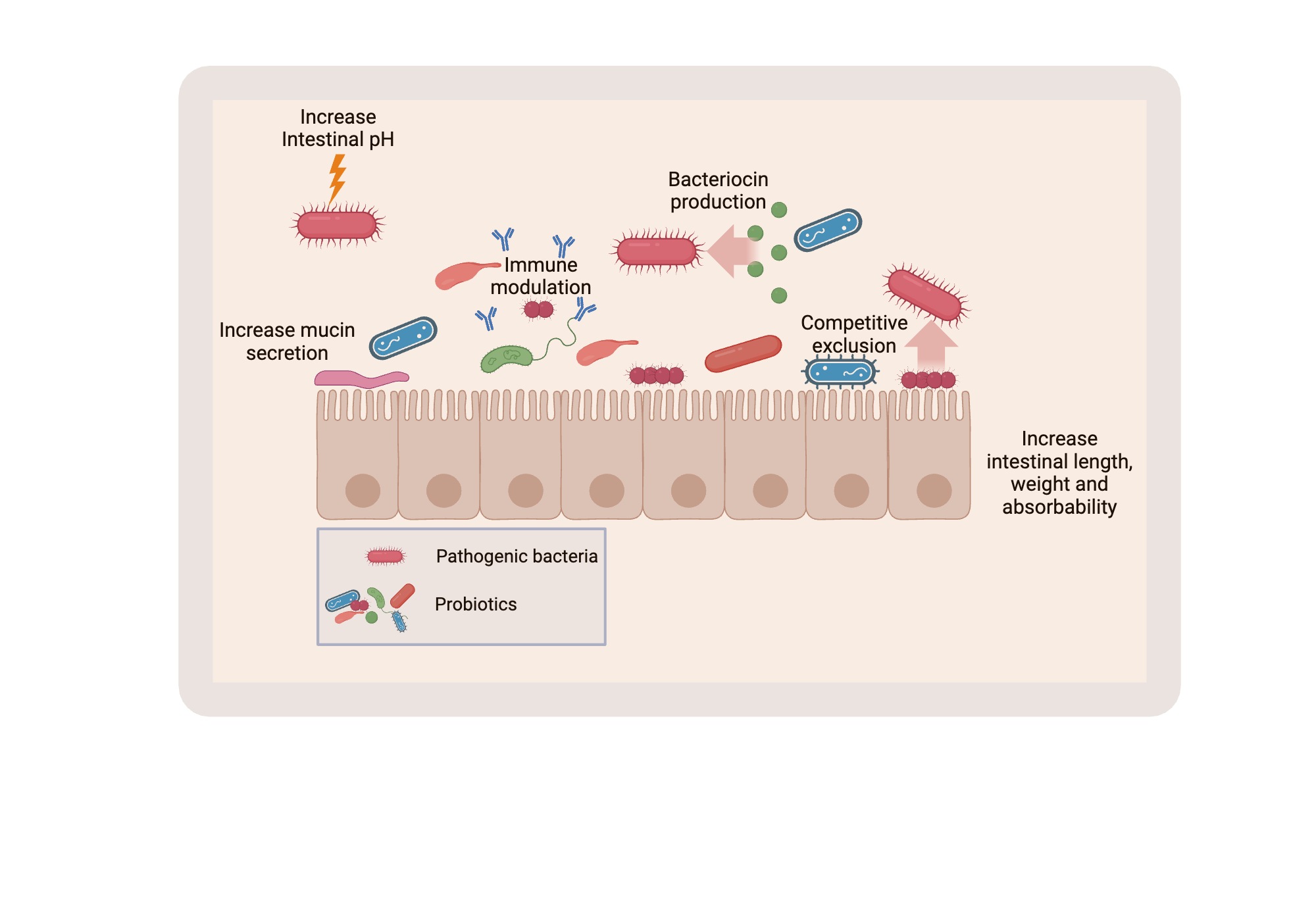 Modes of action of probiotics in the gut | BioRender Science Templates