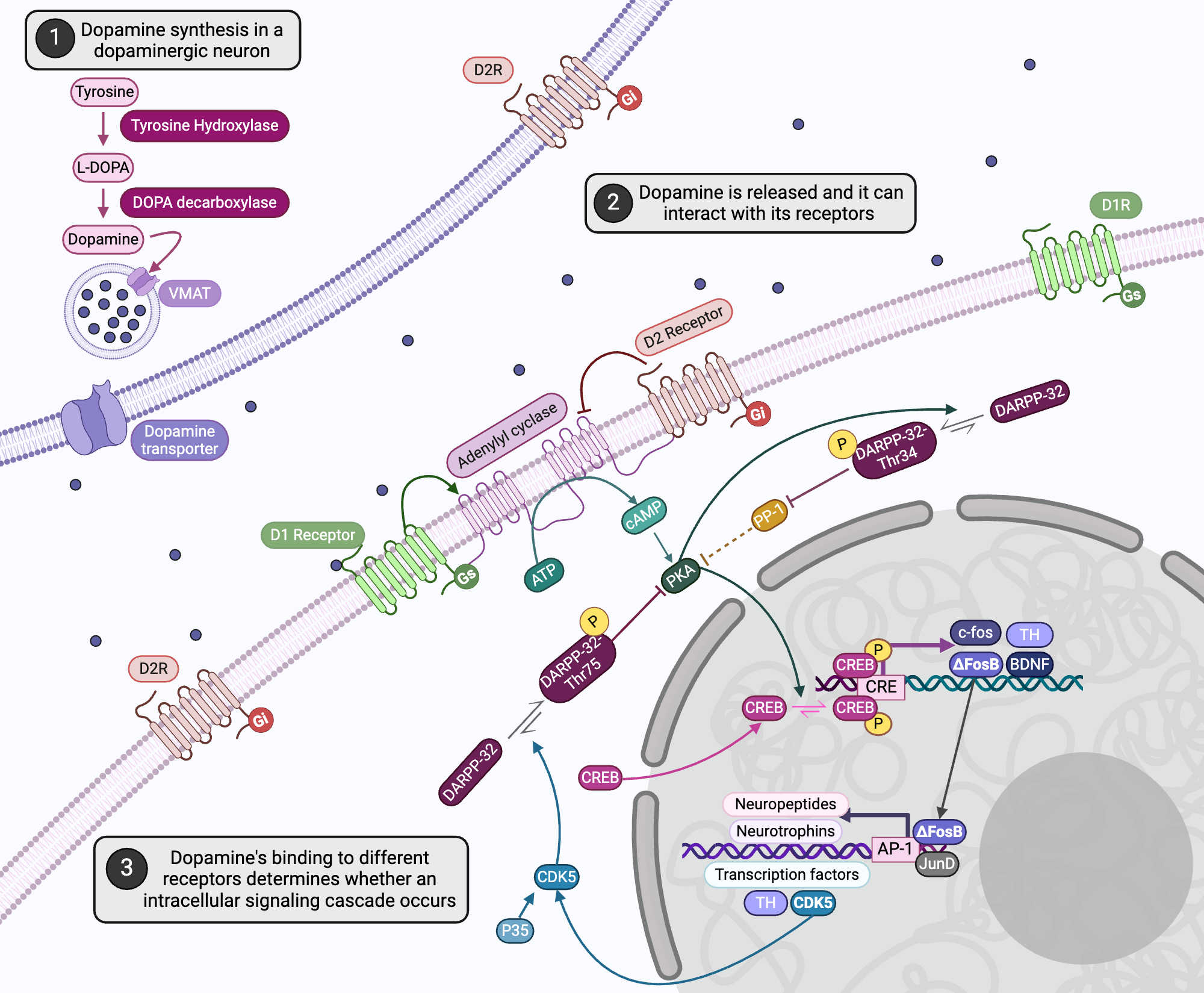 Dopamine's PKA/cAMP pathway intracellular signaling cascade | BioRender ...