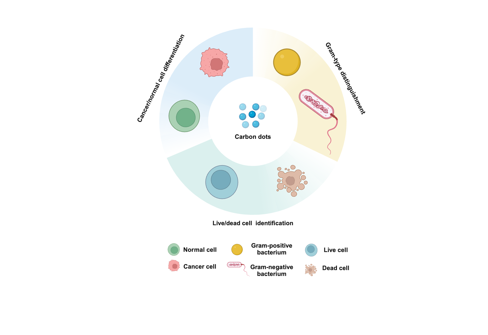 carbon dots for cell type differentiation | BioRender Science Templates