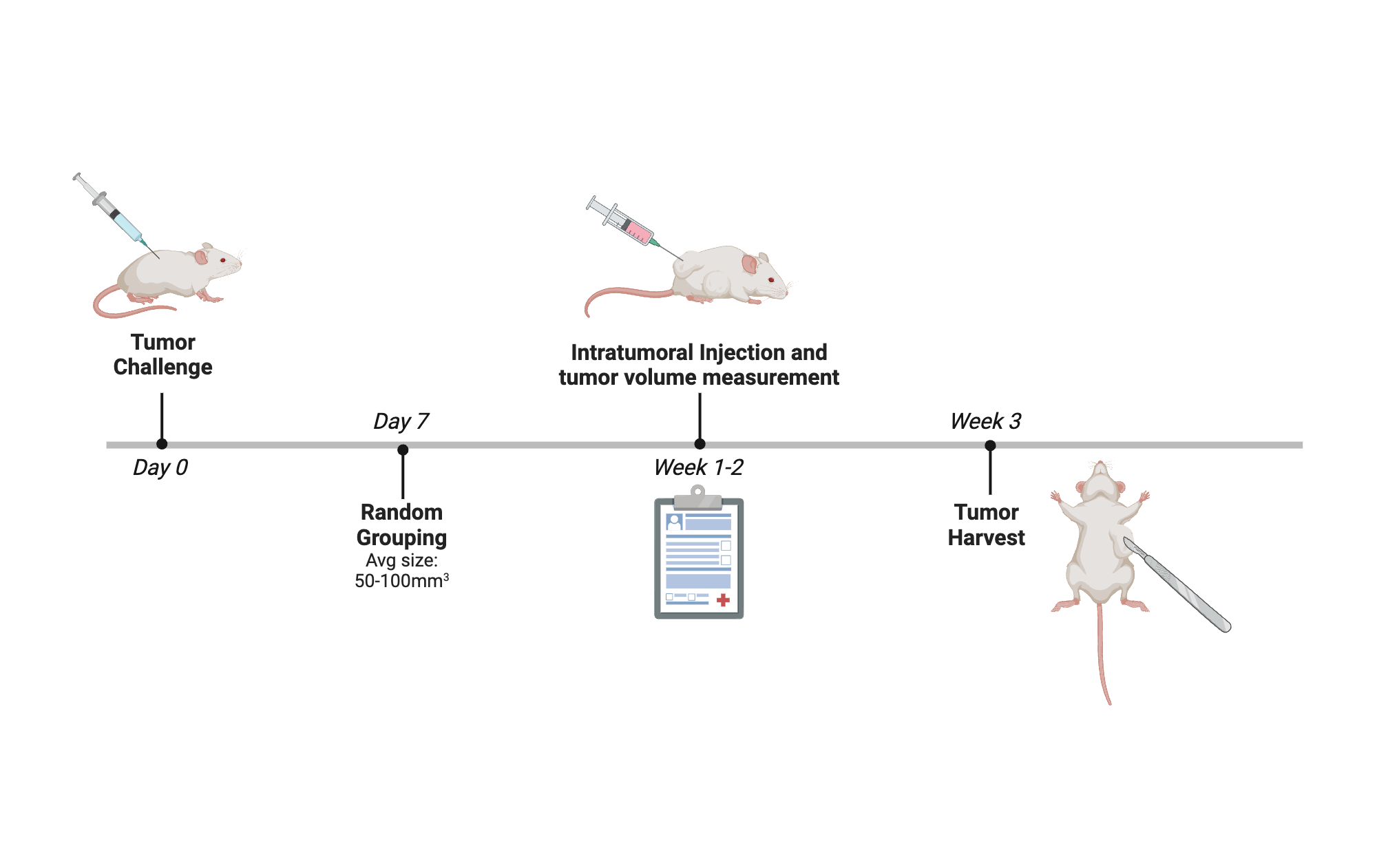 Subcutaneous Tumor Model Timeline | BioRender Science Templates