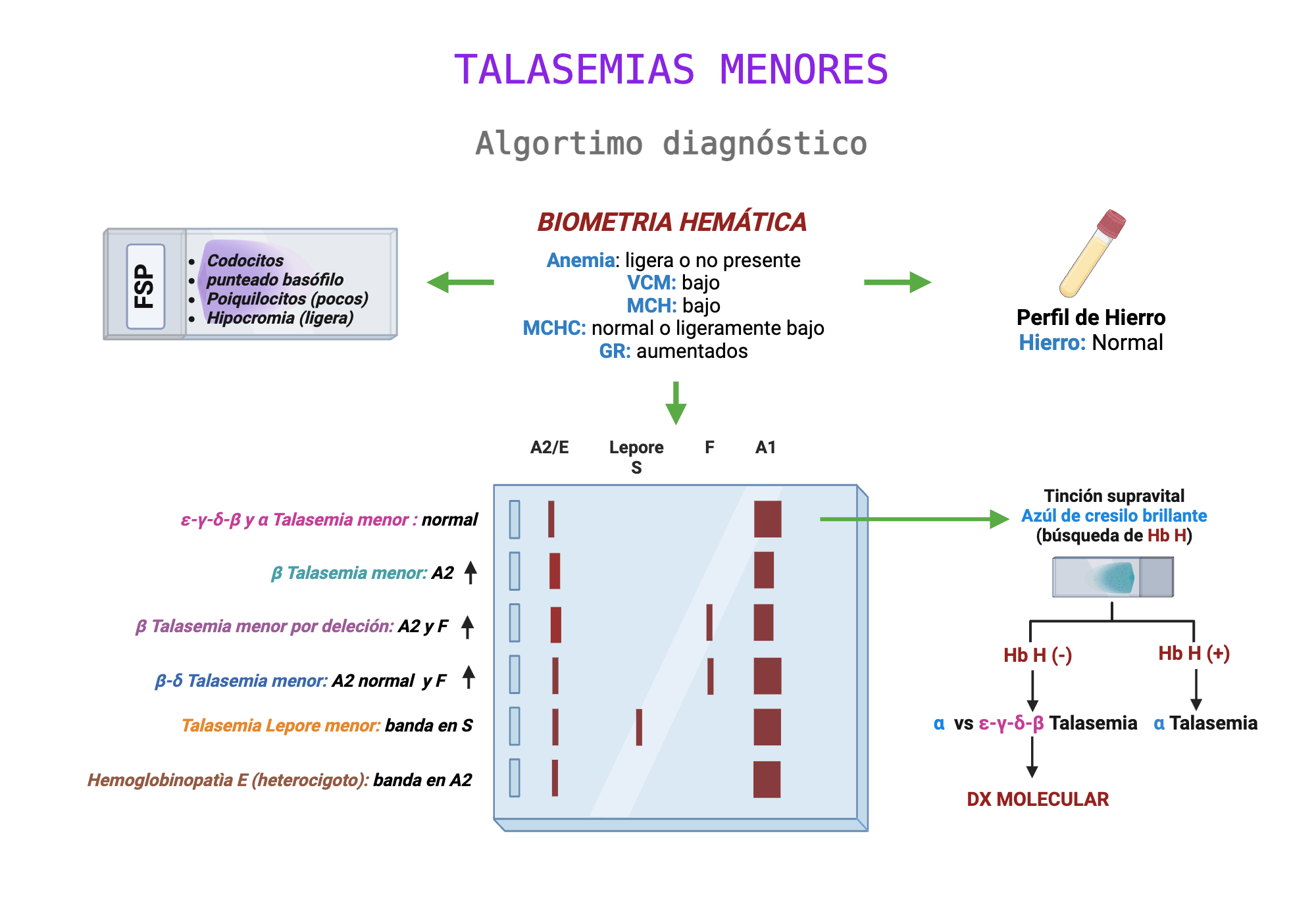 TALASEMIAS MENORES | BioRender Science Templates