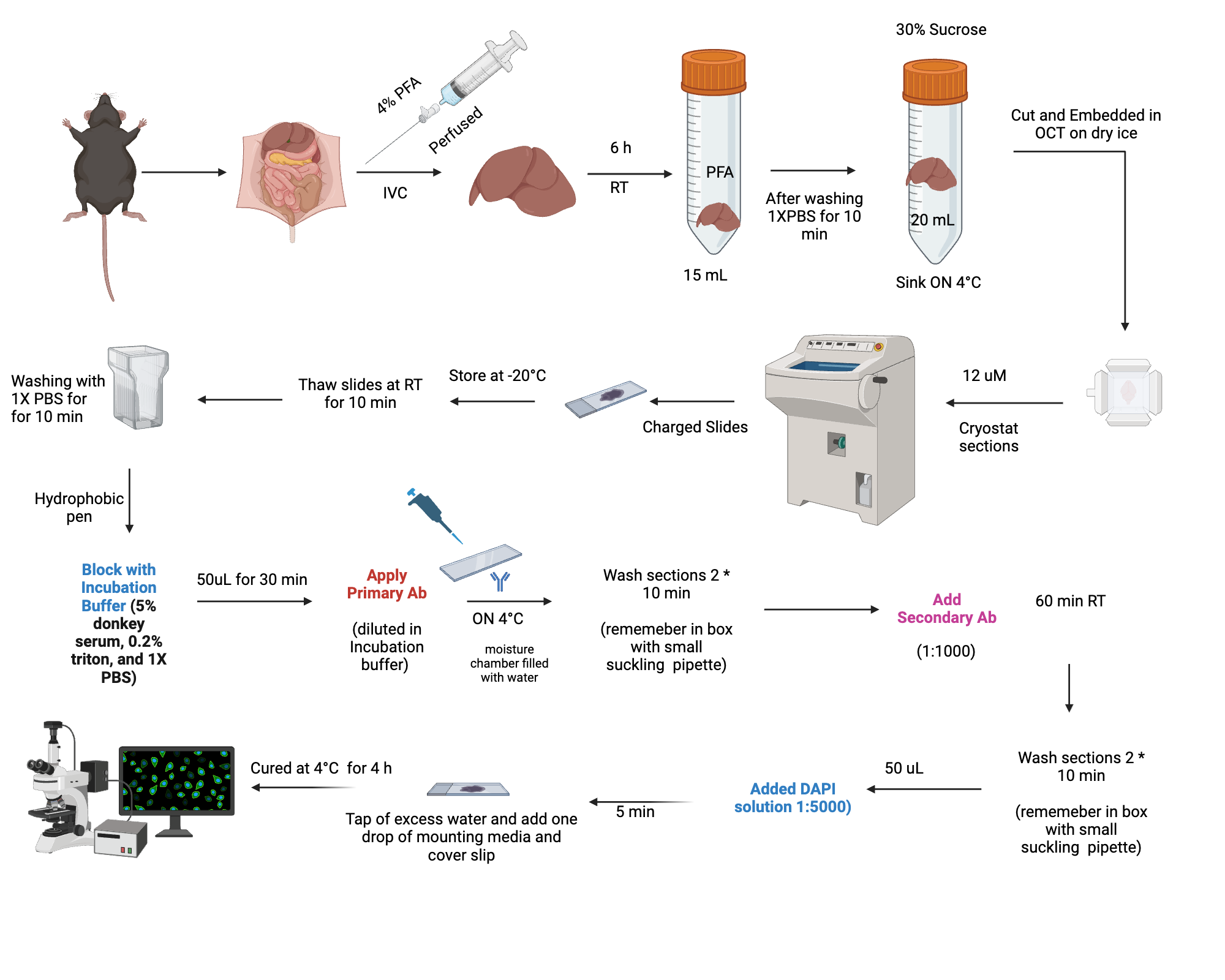 Immunoflourescence protocol of mice liver tissues from cryopreserved ...