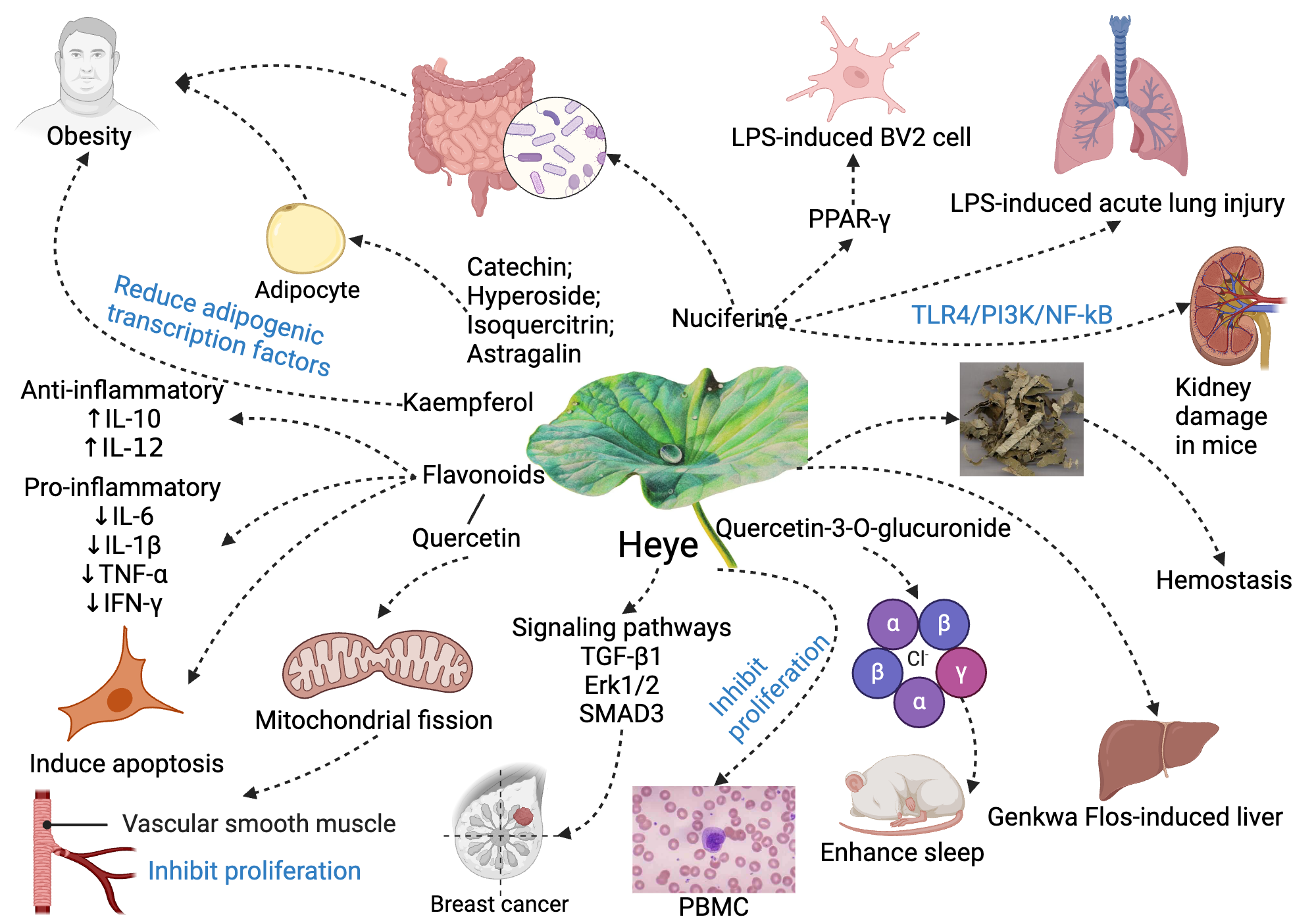 Pharmacological effects of lotus leaves | BioRender Science Templates