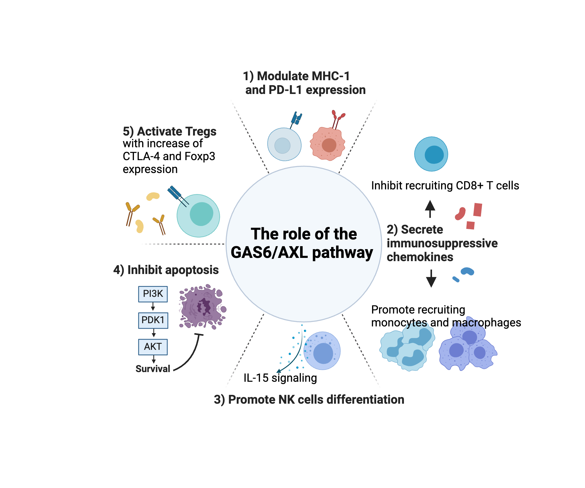 The role of the GAS6/AXL pathway between cancer and immune system ...