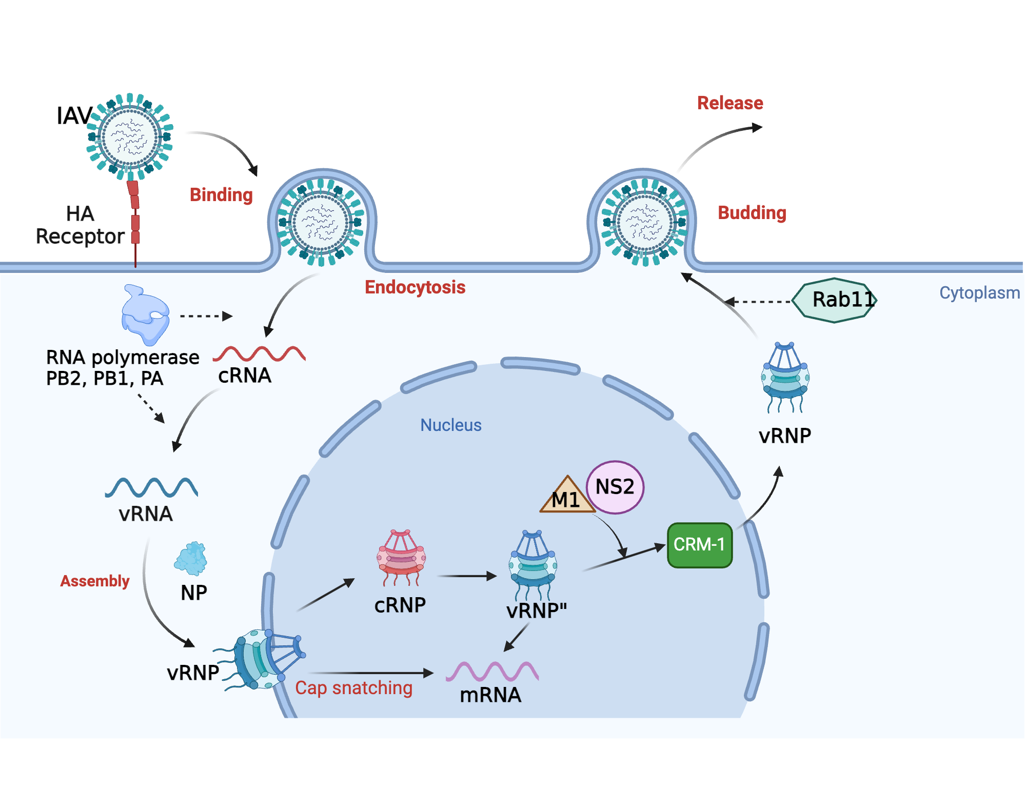 The process of influenza virus infection | BioRender Science Templates