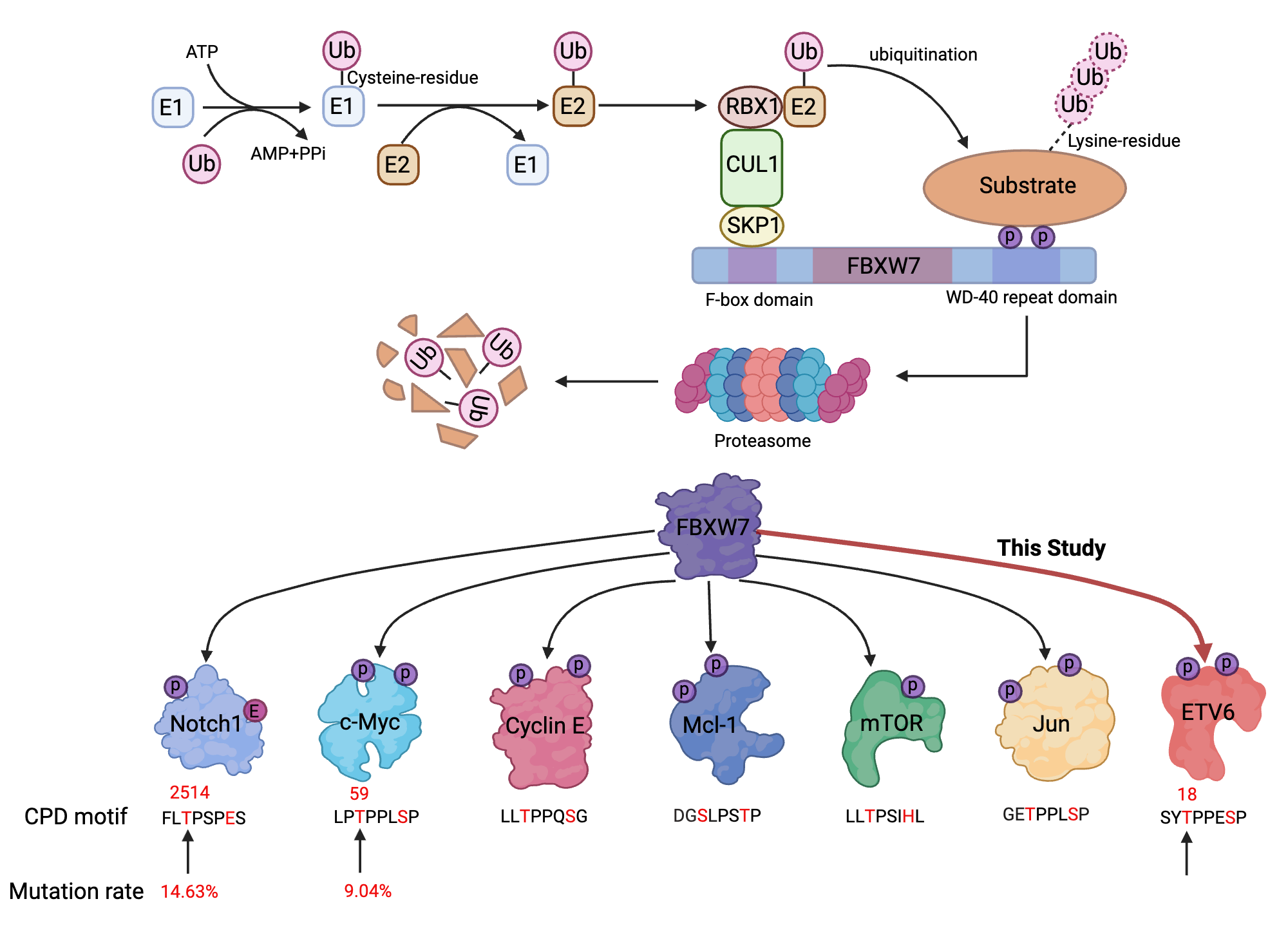 SCF-FBXW7 complex E3 ligase complex mediates the ubiquitination ...