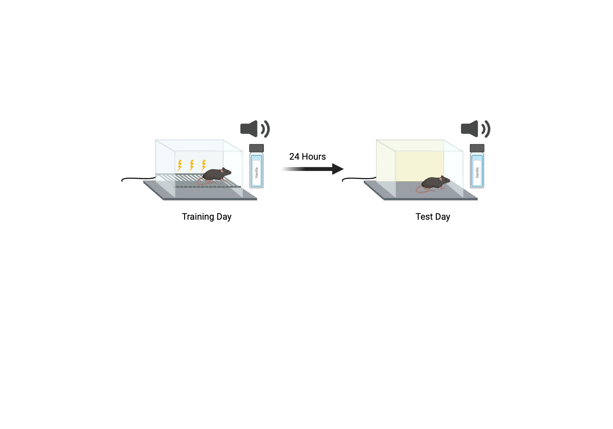 Cued Fear Conditioning | BioRender Science Templates