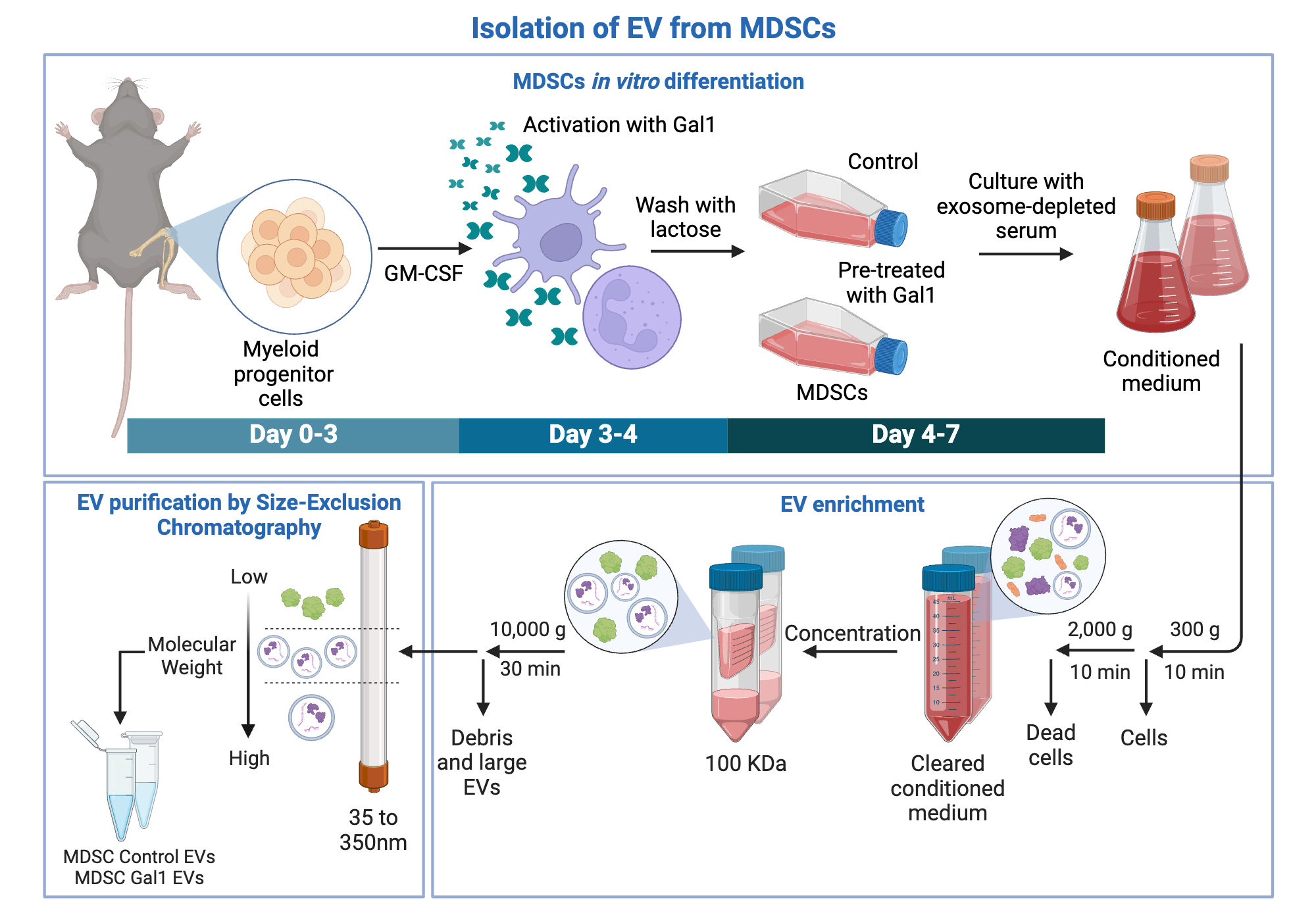 SEC EVs isolation | BioRender Science Templates