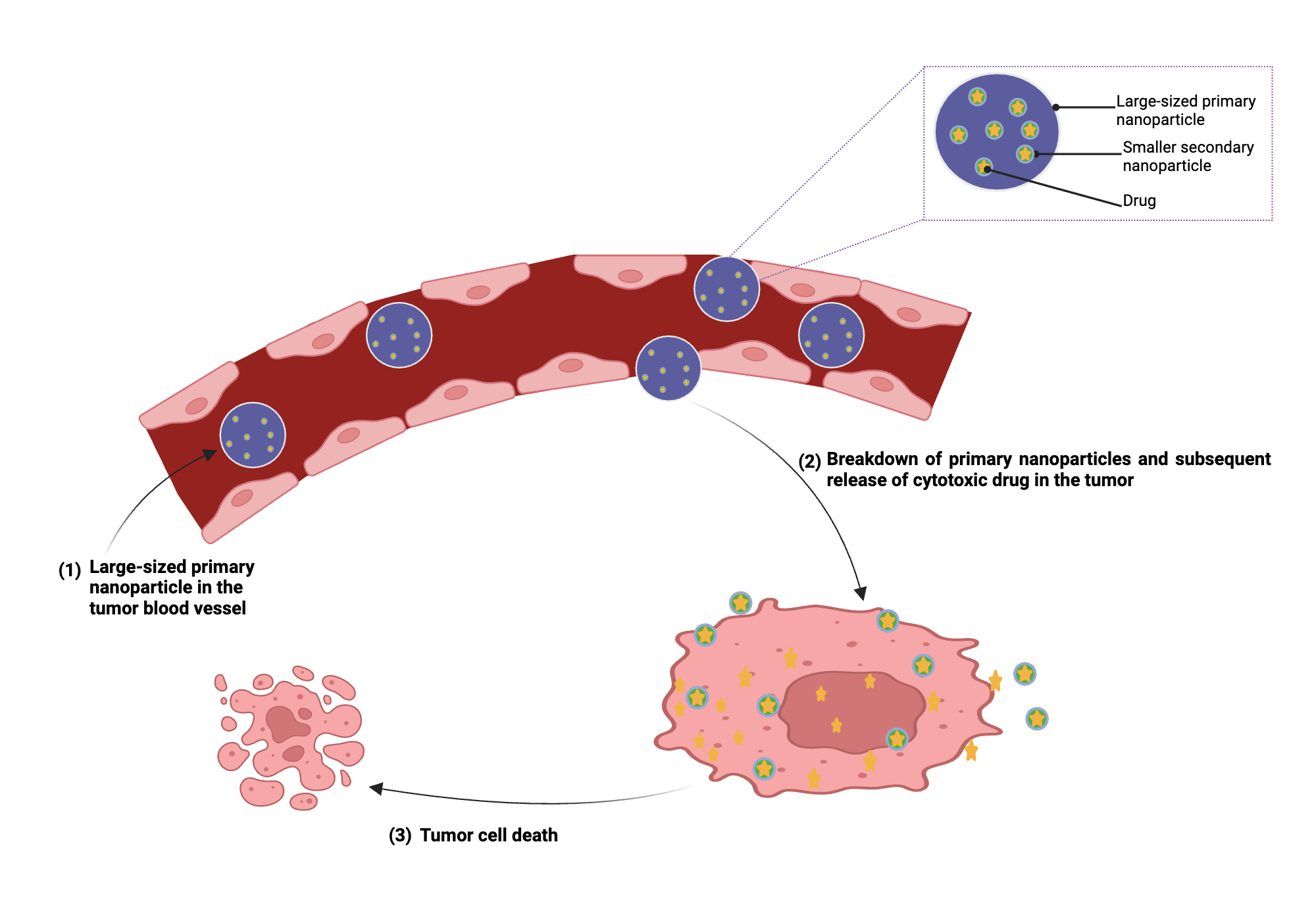 Multistage Approach for Anticancer Drug Delivery | BioRender Science ...