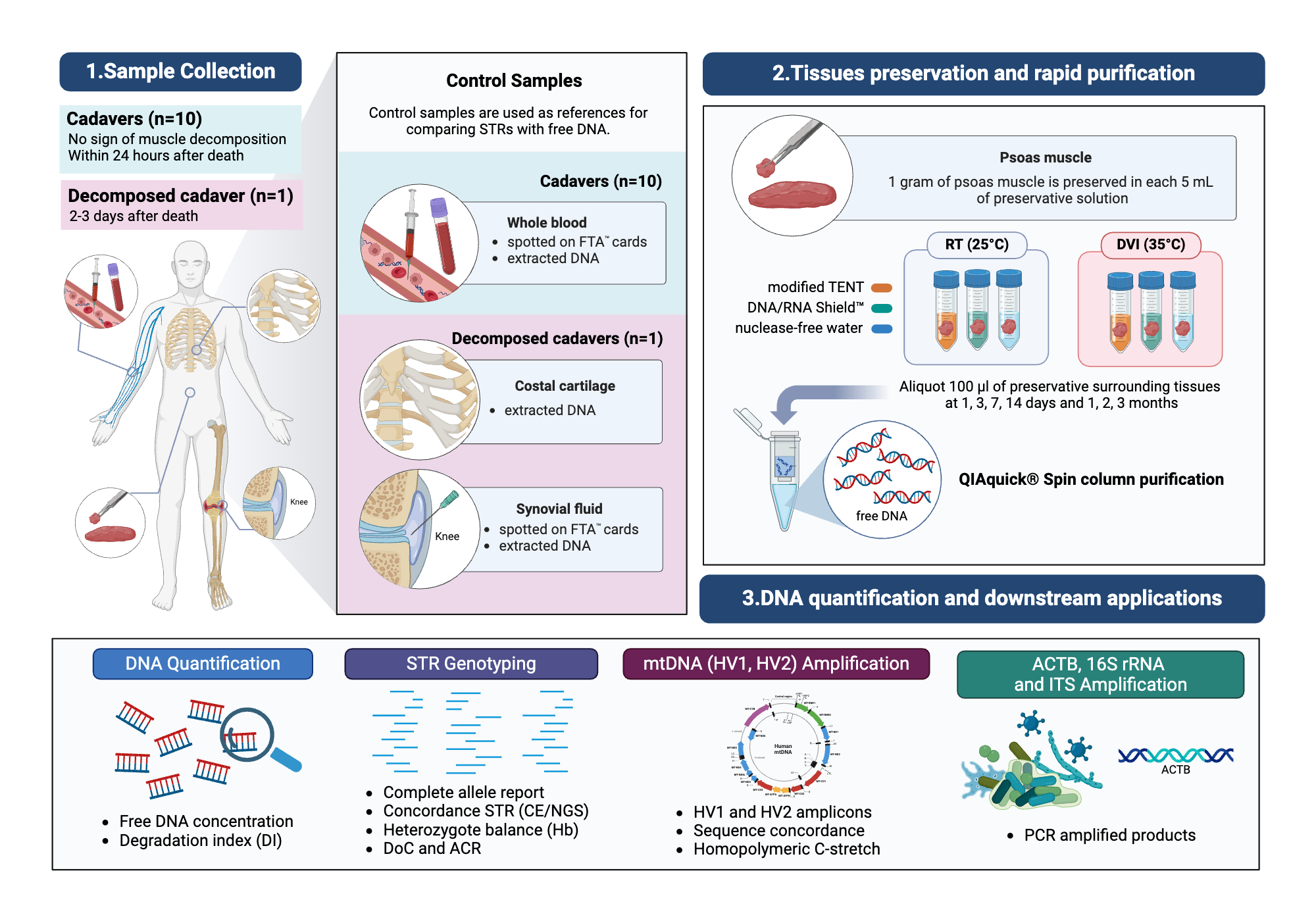Sample Collection and Preservation for PCR-based DVI and Forensic ...
