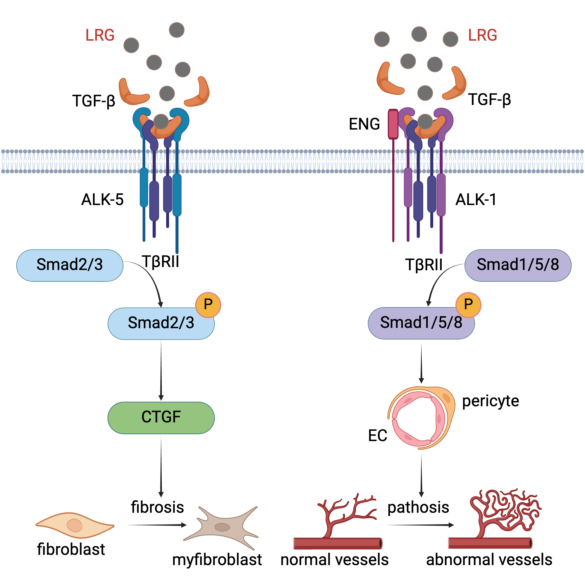 The specific mechanism of LRG promoting fibrosis and pathological ...
