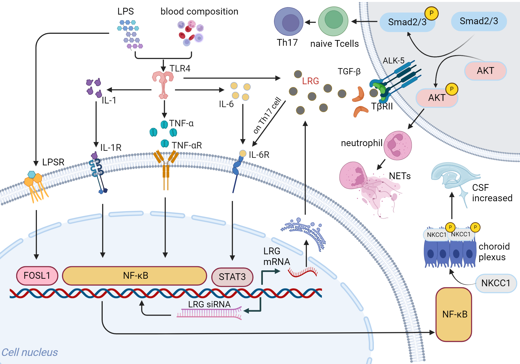The specific pathogenic mechanism of LRG involvement in ...