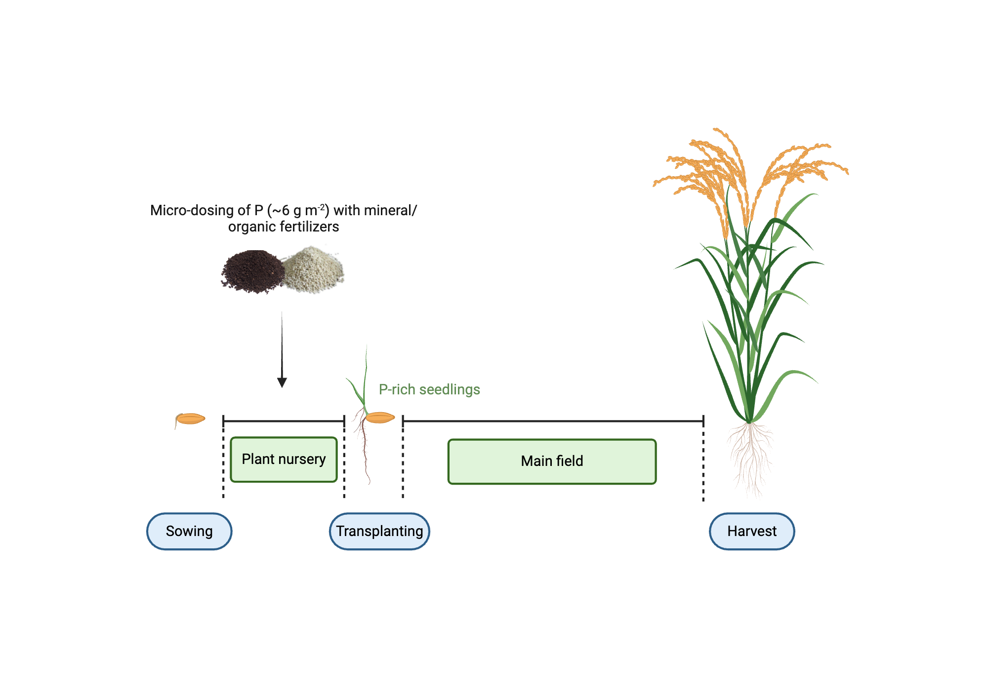 Phosphorus micro-dosing in rice seedlings nursery | BioRender Science ...