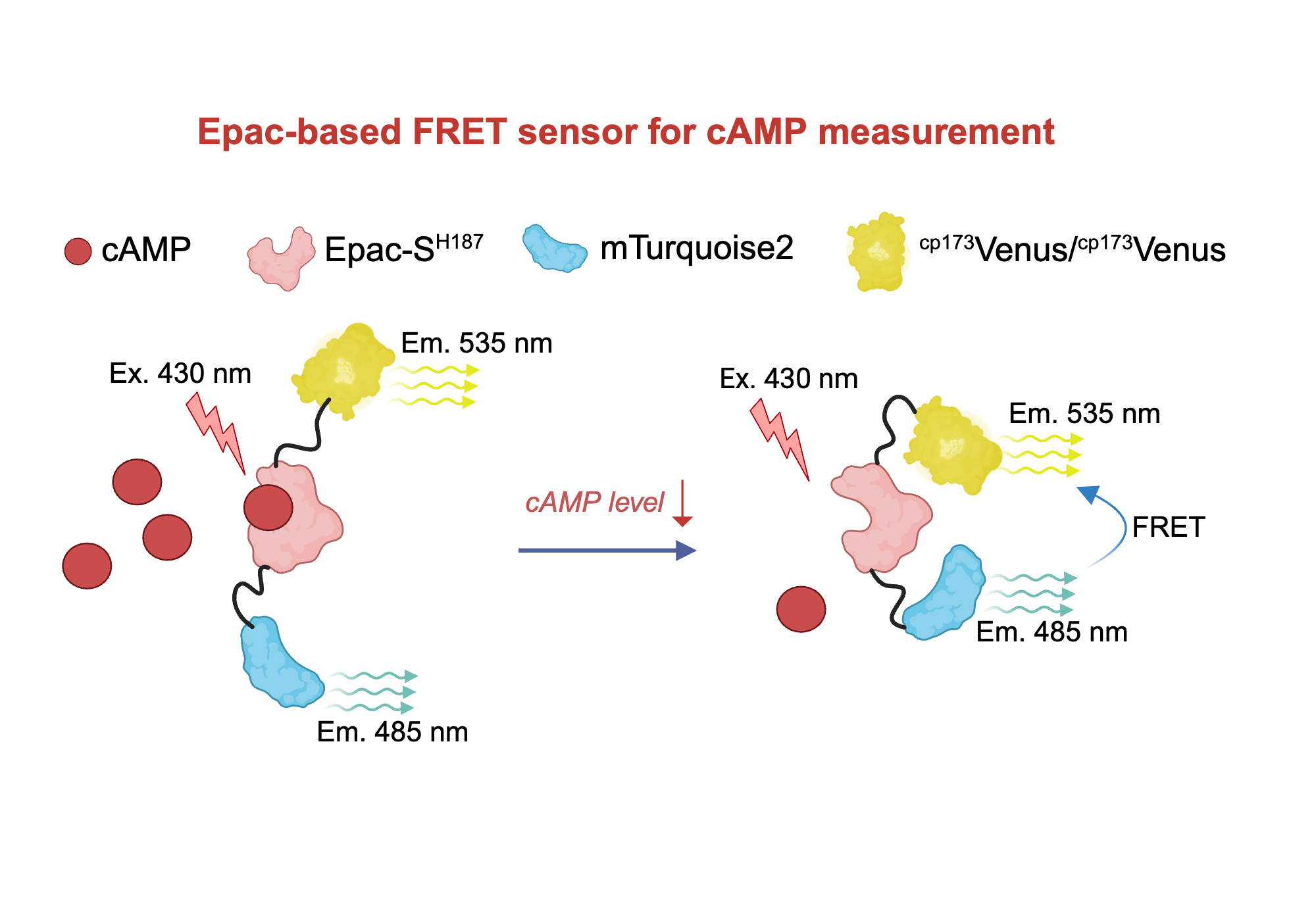 Epac-based FRET sensor for cAMP measurement | BioRender Science Templates