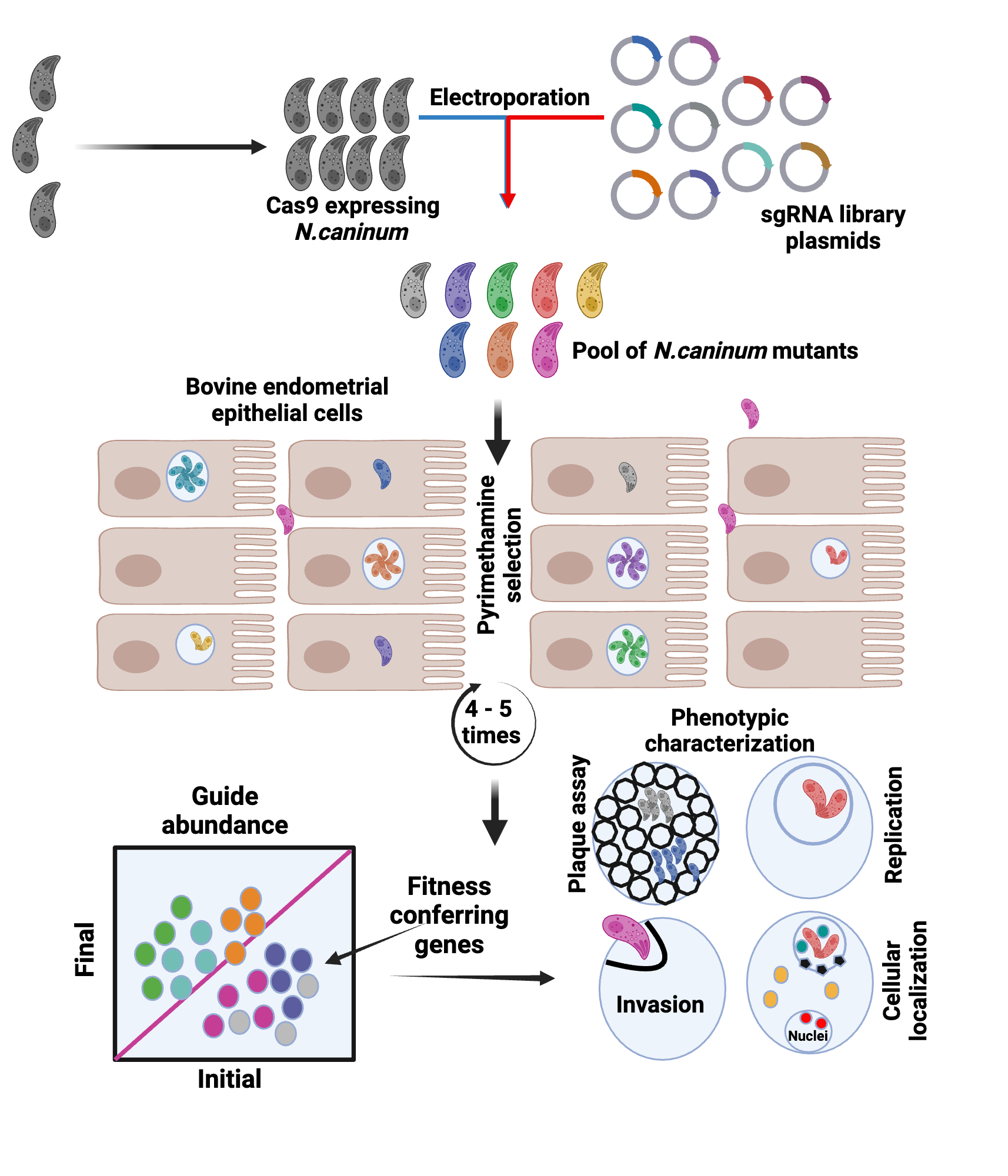 CRISPR-Cas9 Screening of parasites to identify fitness conferring genes ...
