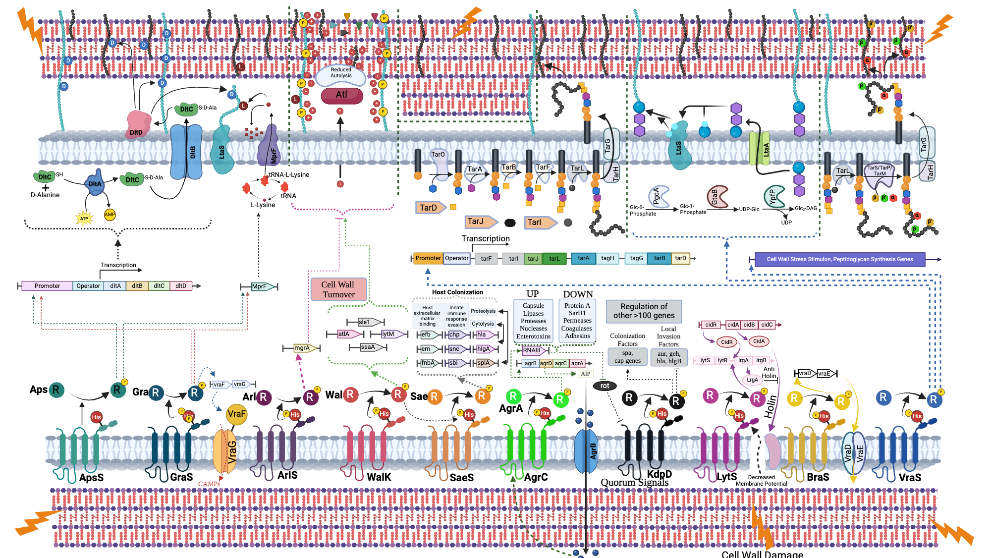 Cell wall modifications and its regulation in Staphylococcus aureus ...