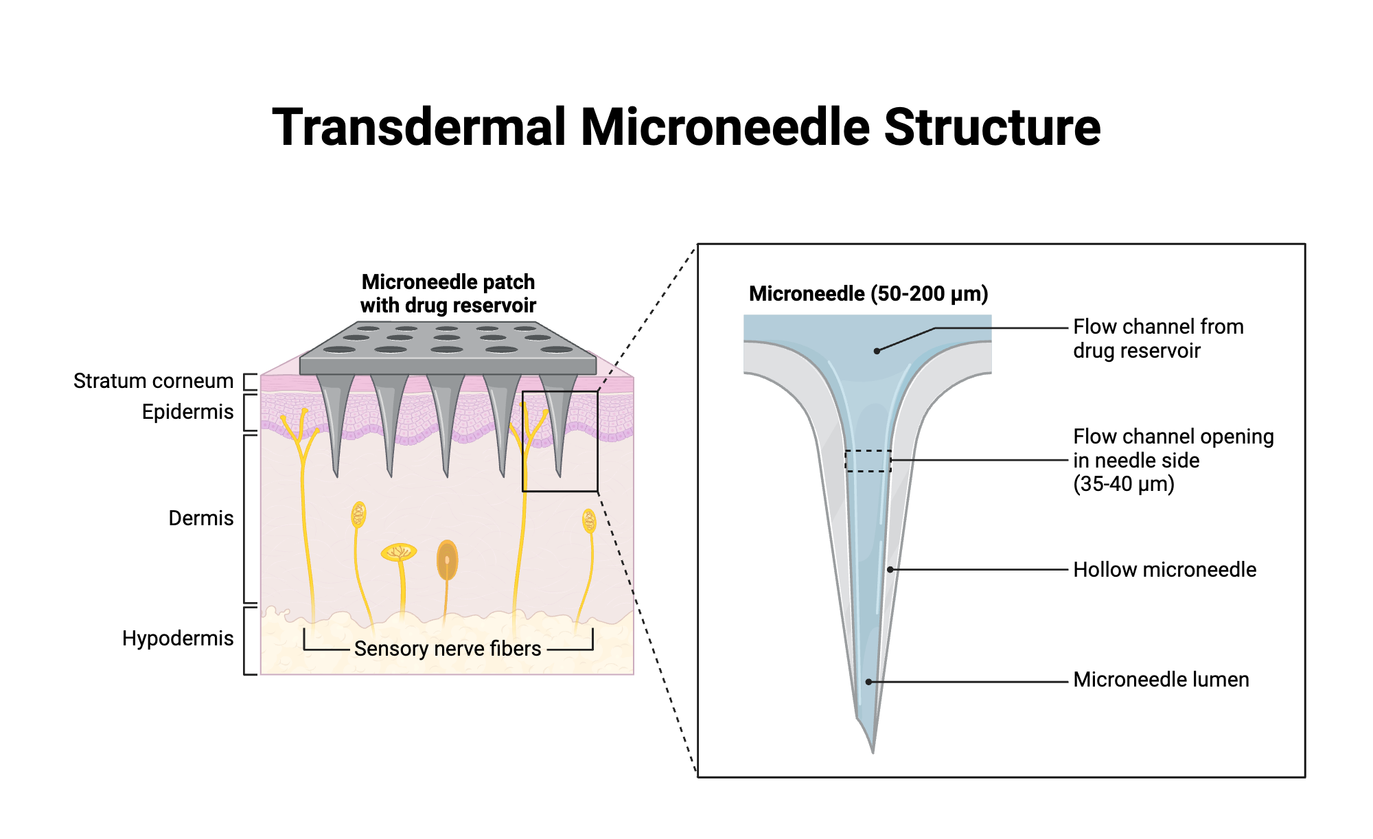 Transdermal Microneedle Structure | BioRender Science Templates