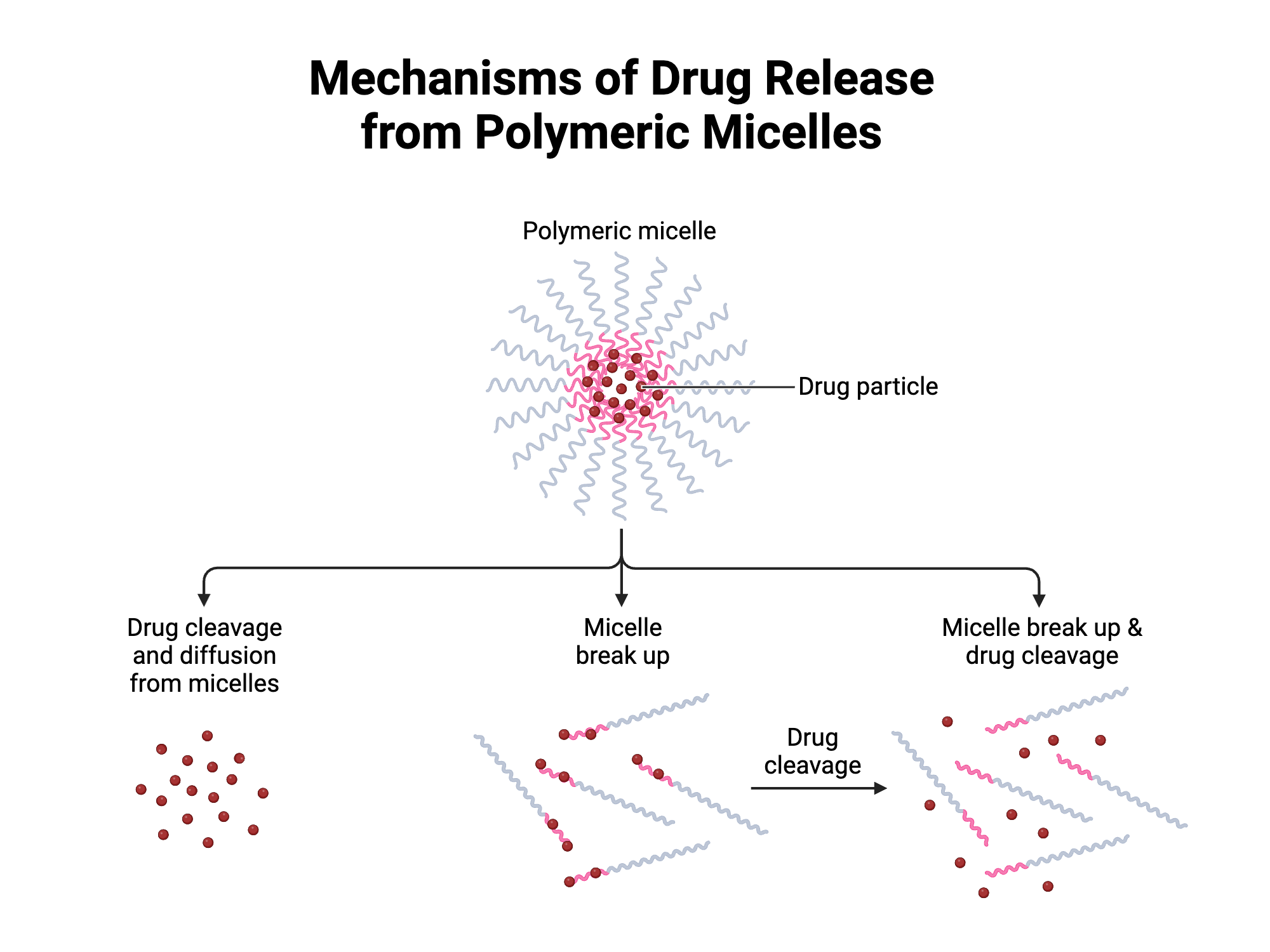 Mechanisms of Drug Release from Polymeric Micelles | BioRender Science ...