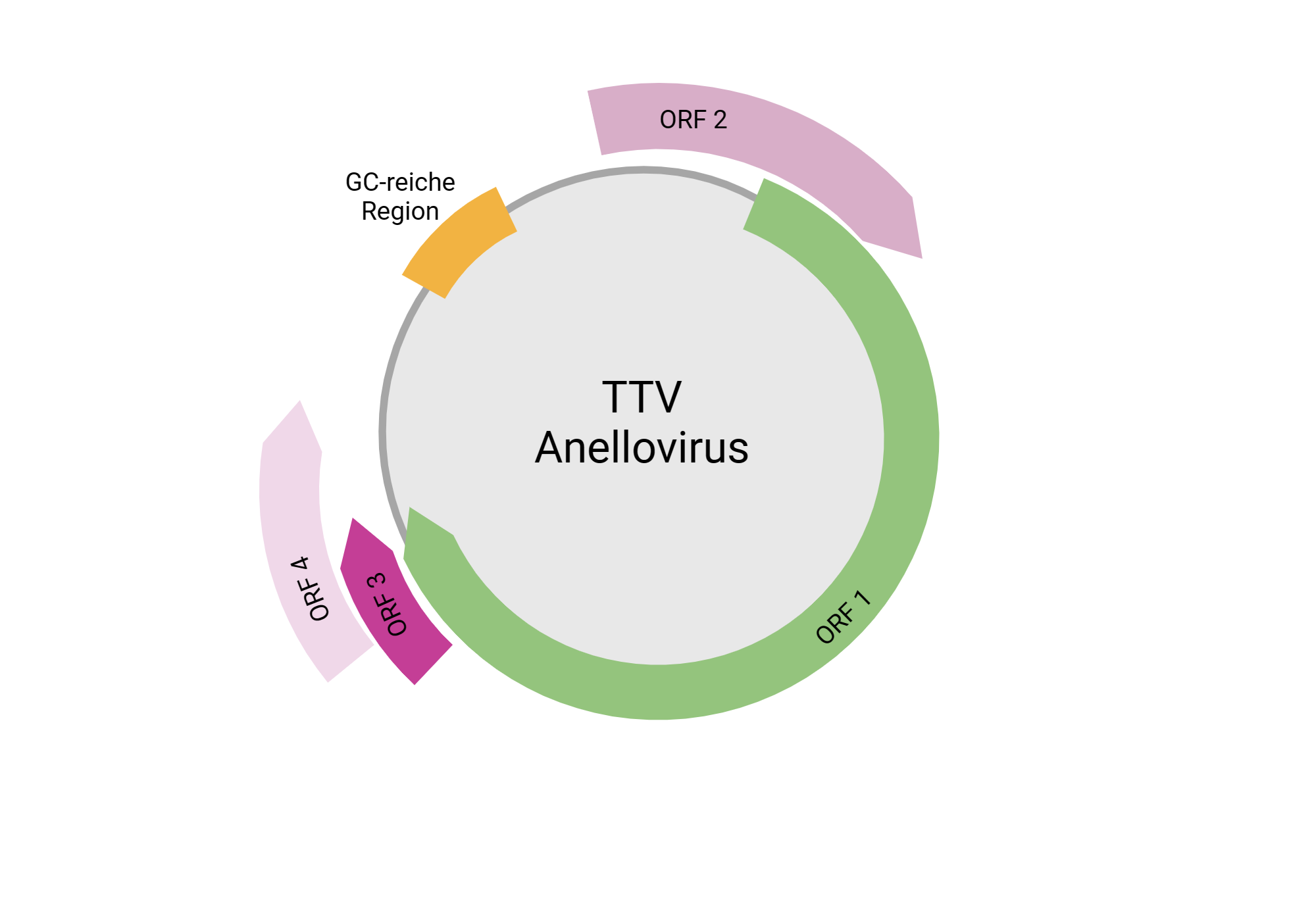 TTV Genome | BioRender Science Templates