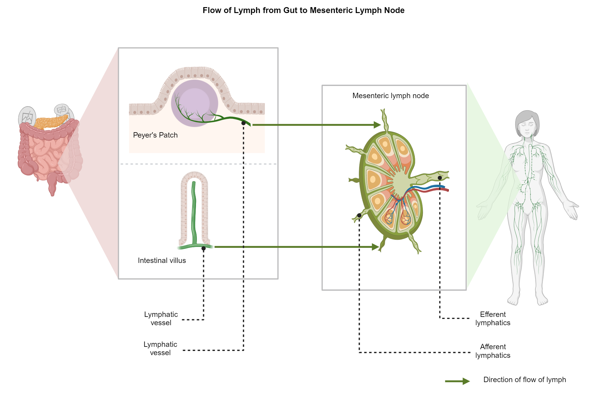 Flow of Lymph from Gut to Mesenteric Lymph Node | BioRender Science ...