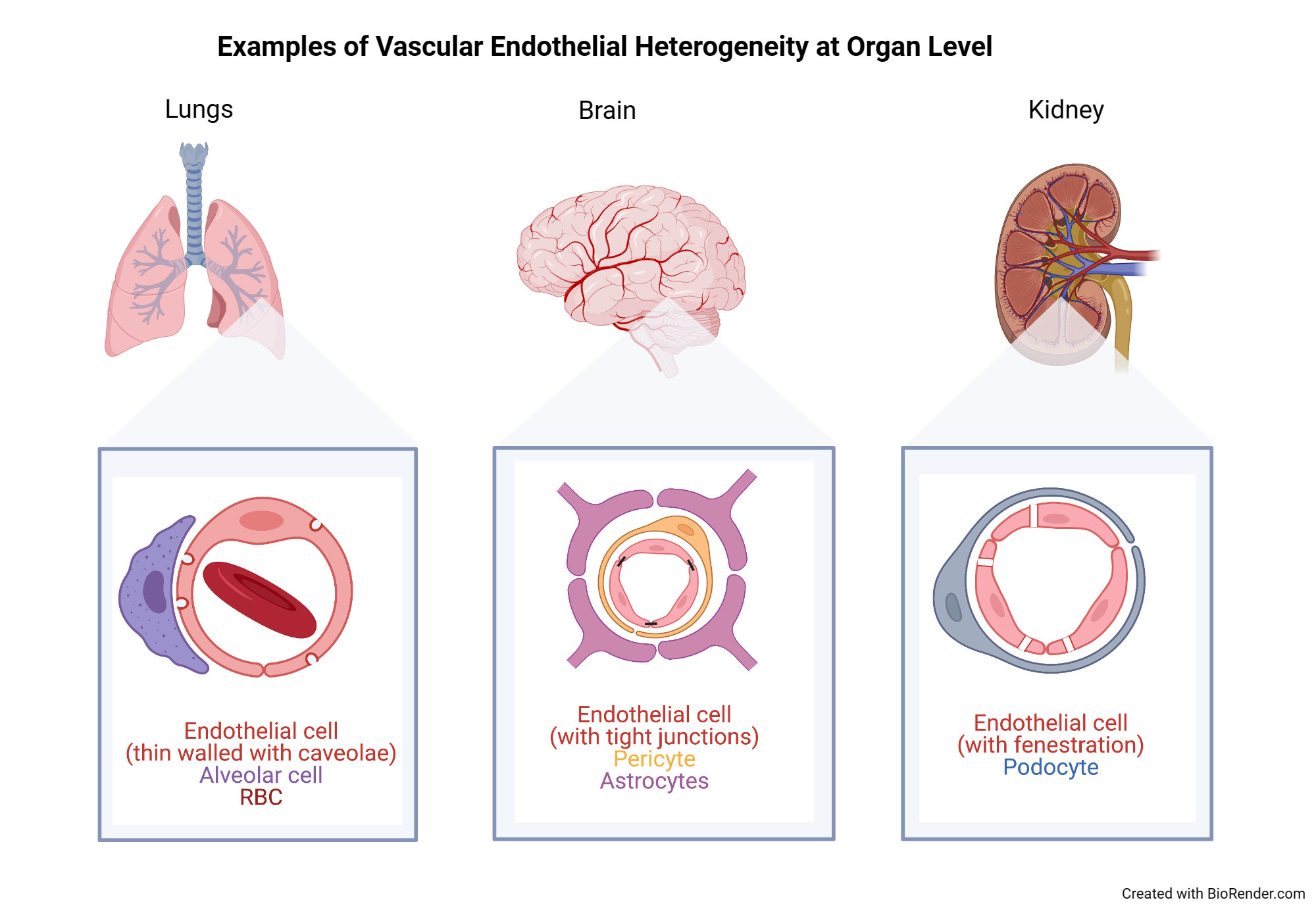 Examples of Vascular Endothelial Heterogeneity at Organ Level ...