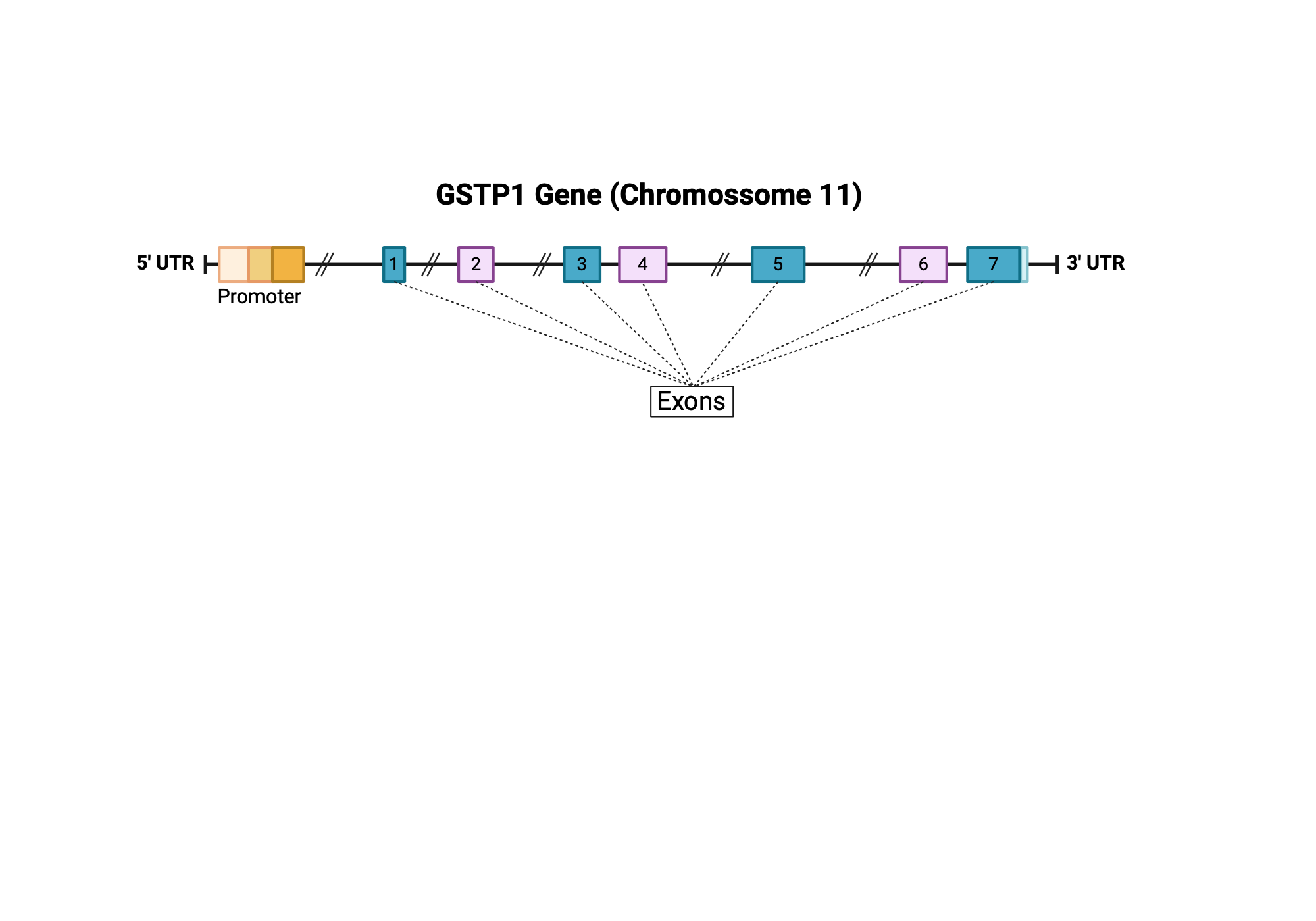 Glutathione Transferase P1 gene structure | BioRender Science Templates
