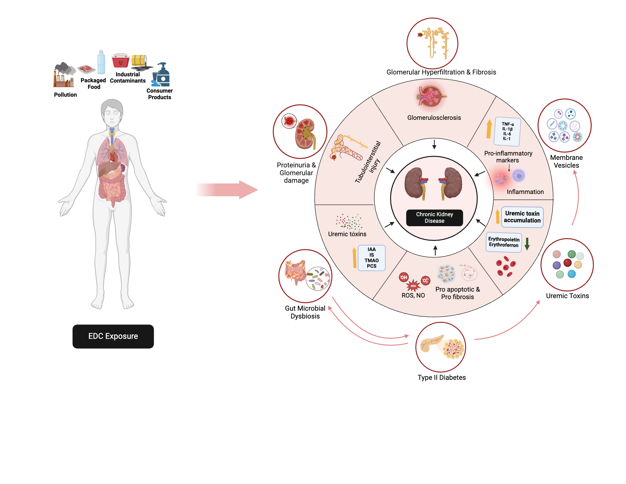 Complex relationship between endocrine disrupting chemicals and chronic ...