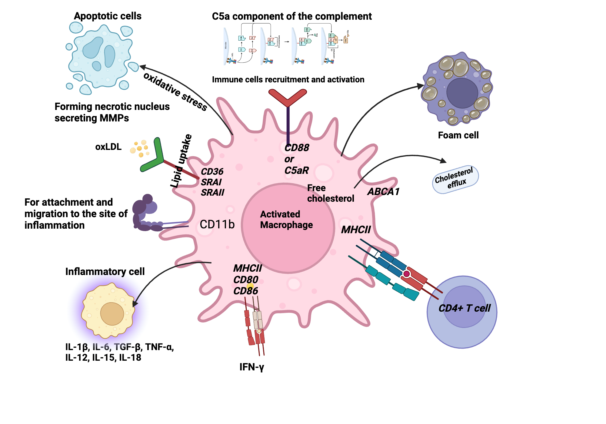 Function of macrophage in atherosclerosis | BioRender Science Templates