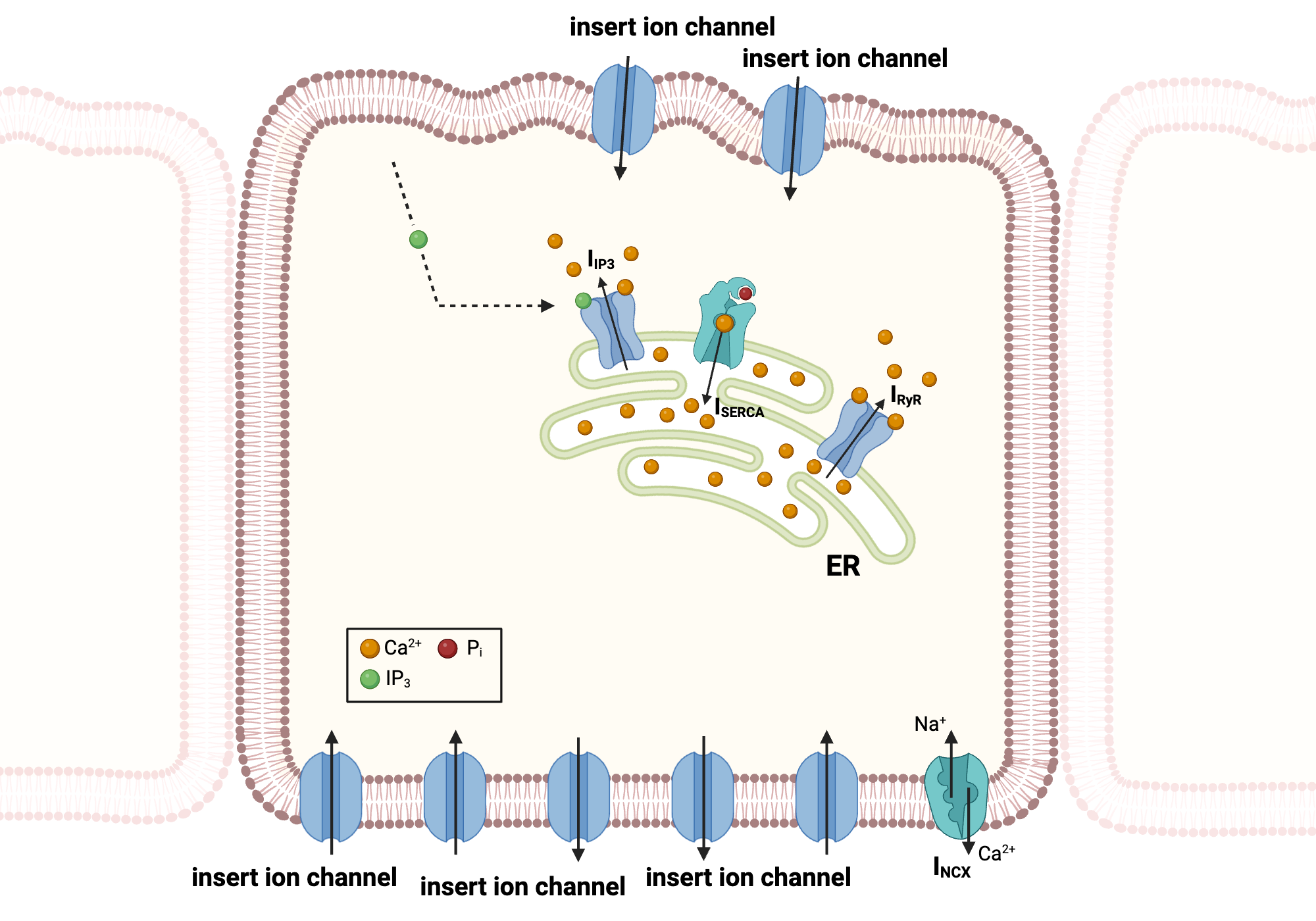 Calcium dynamics in (Intestinal) Epithelial cells | BioRender Science ...