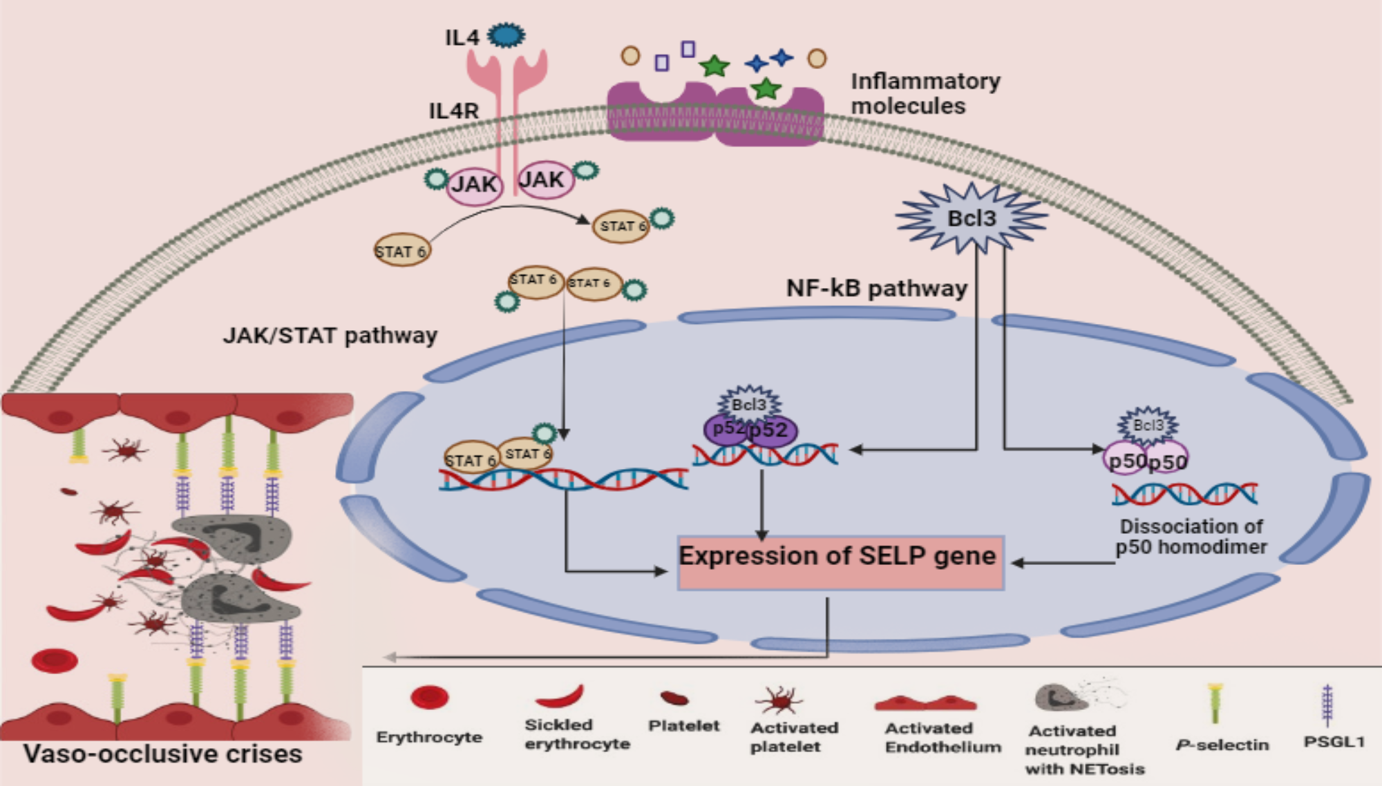 Expression of SELP gene in sickle cell disease patients during crisis ...