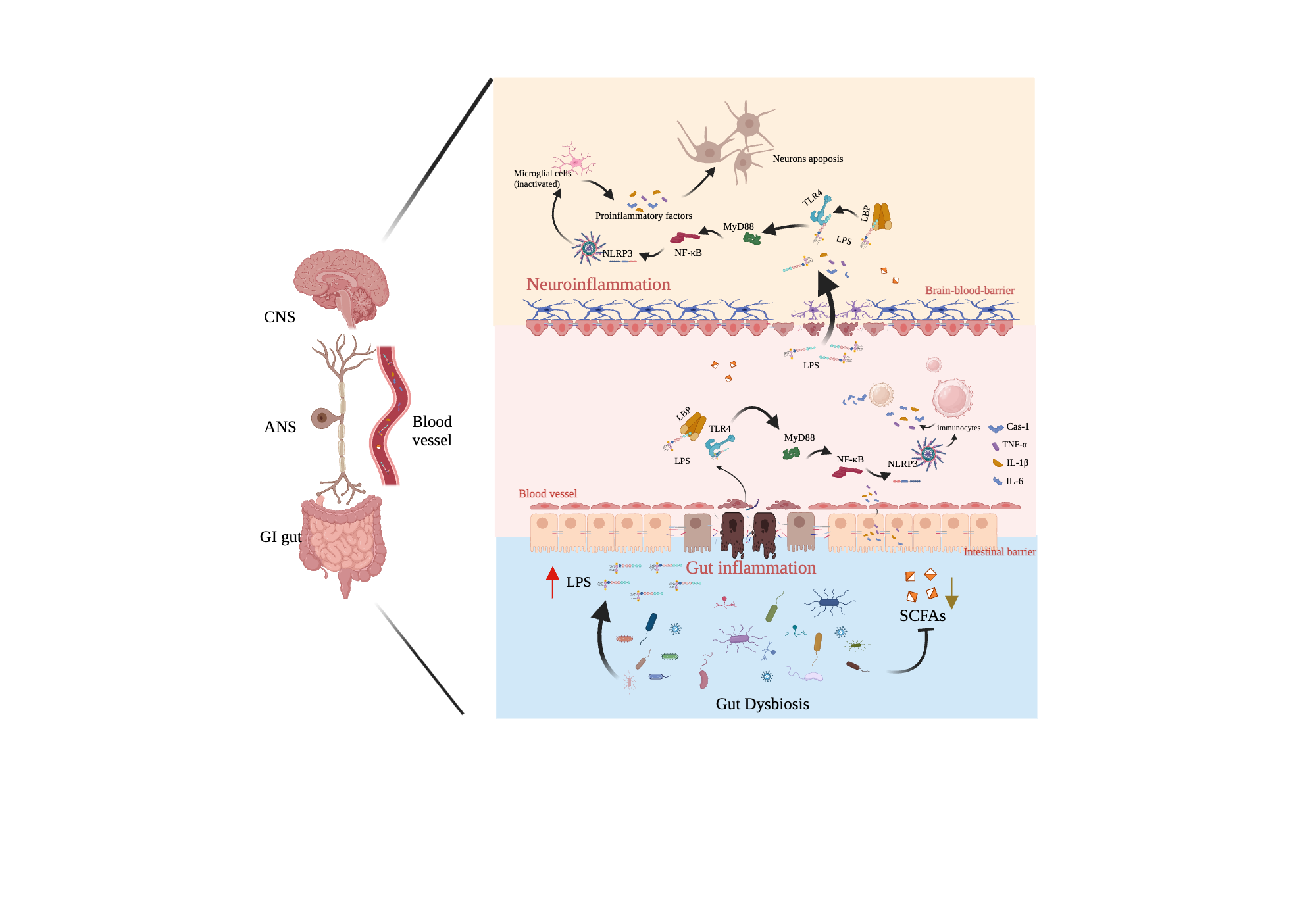 Microbiome Gut Brain Axis In Neurodegenerative Disease Biorender