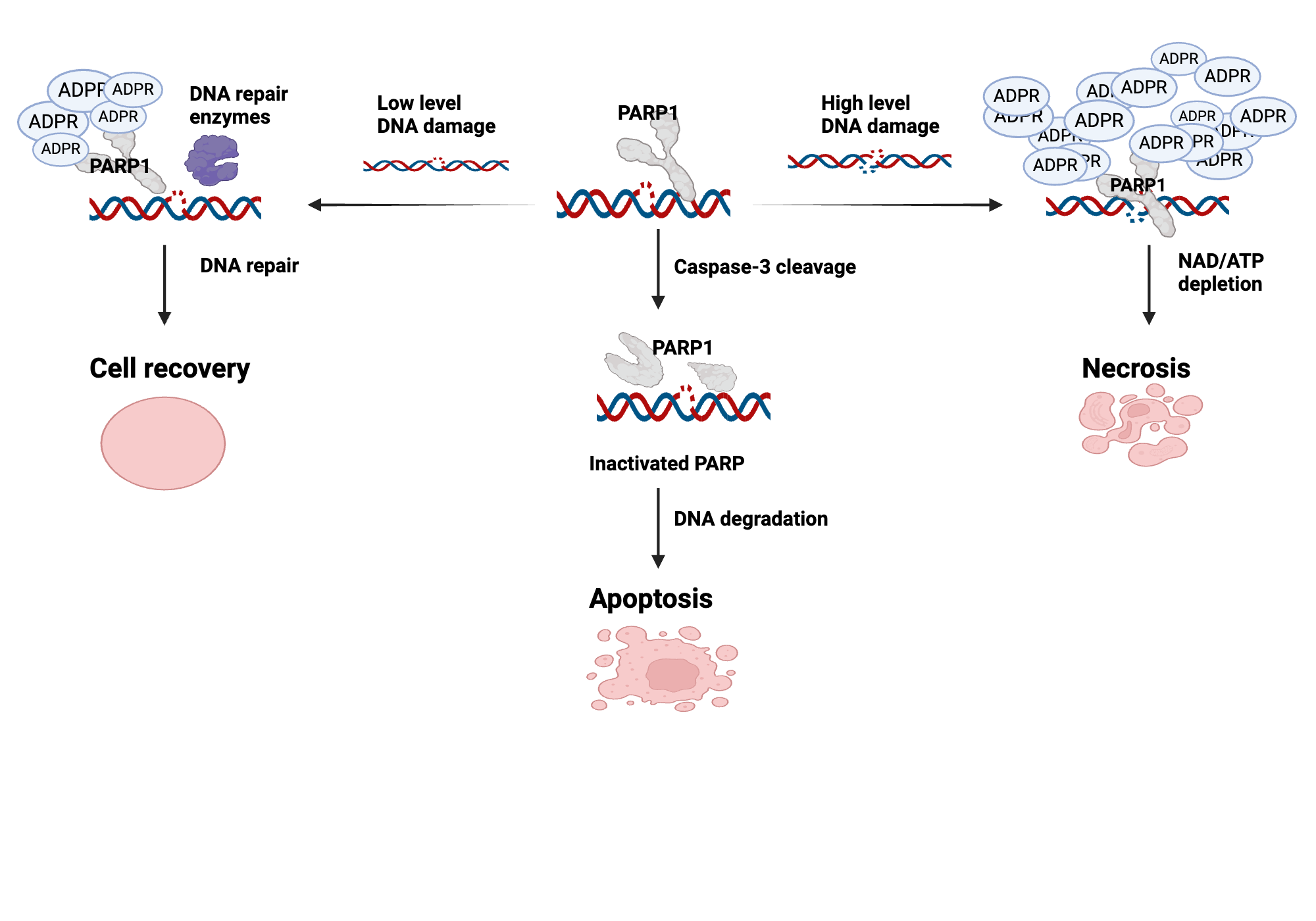 Role of PARP1 in DNA damage repair | BioRender Science Templates
