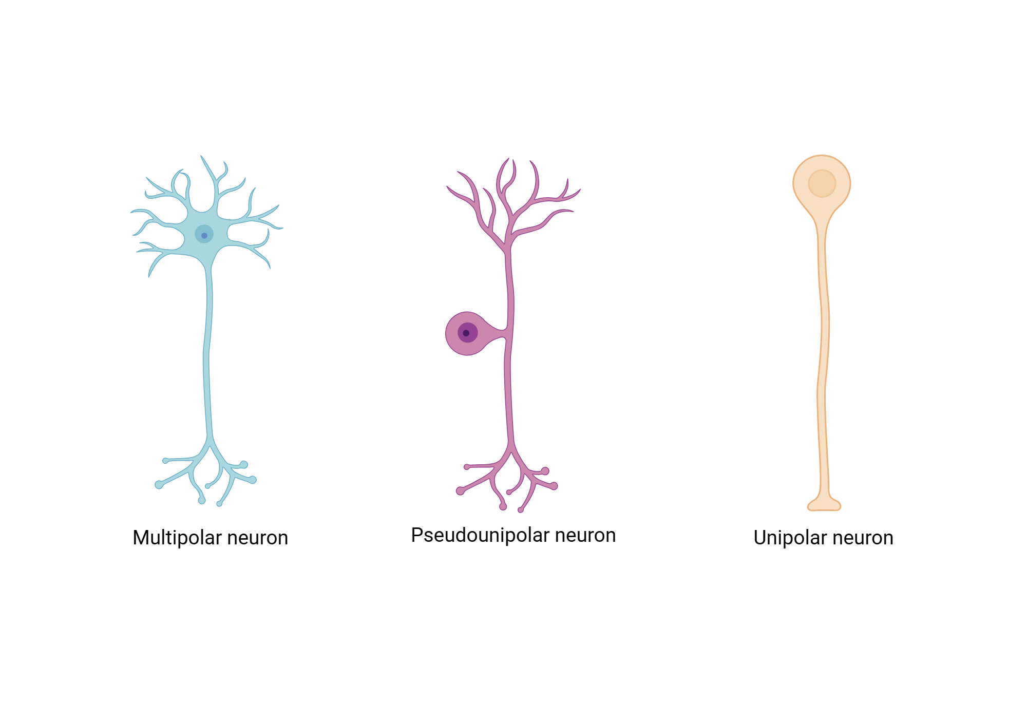 Comparison of three neuron morphologies | BioRender Science Templates